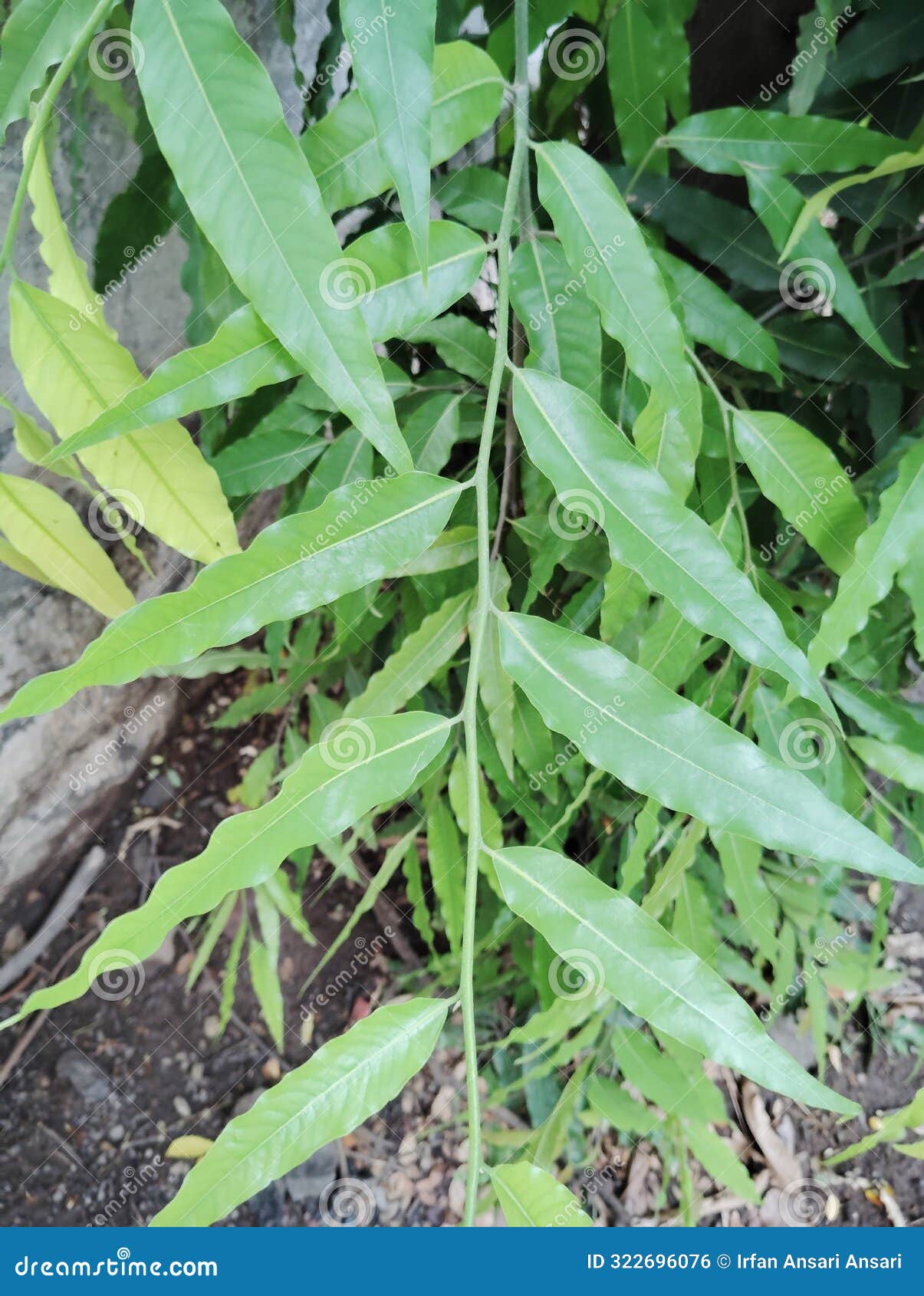 Monoon Longifolium, the False Ashoka, Also Commonly Known by Its ...