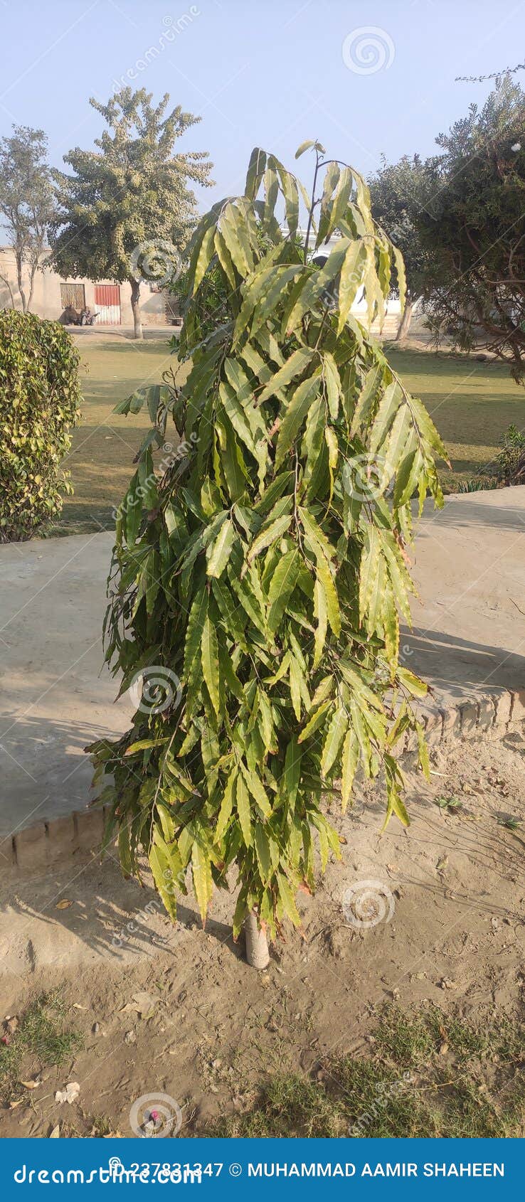 Monoon Longifolium, The False Ashoka Also Commonly Known By Its Synonym ...