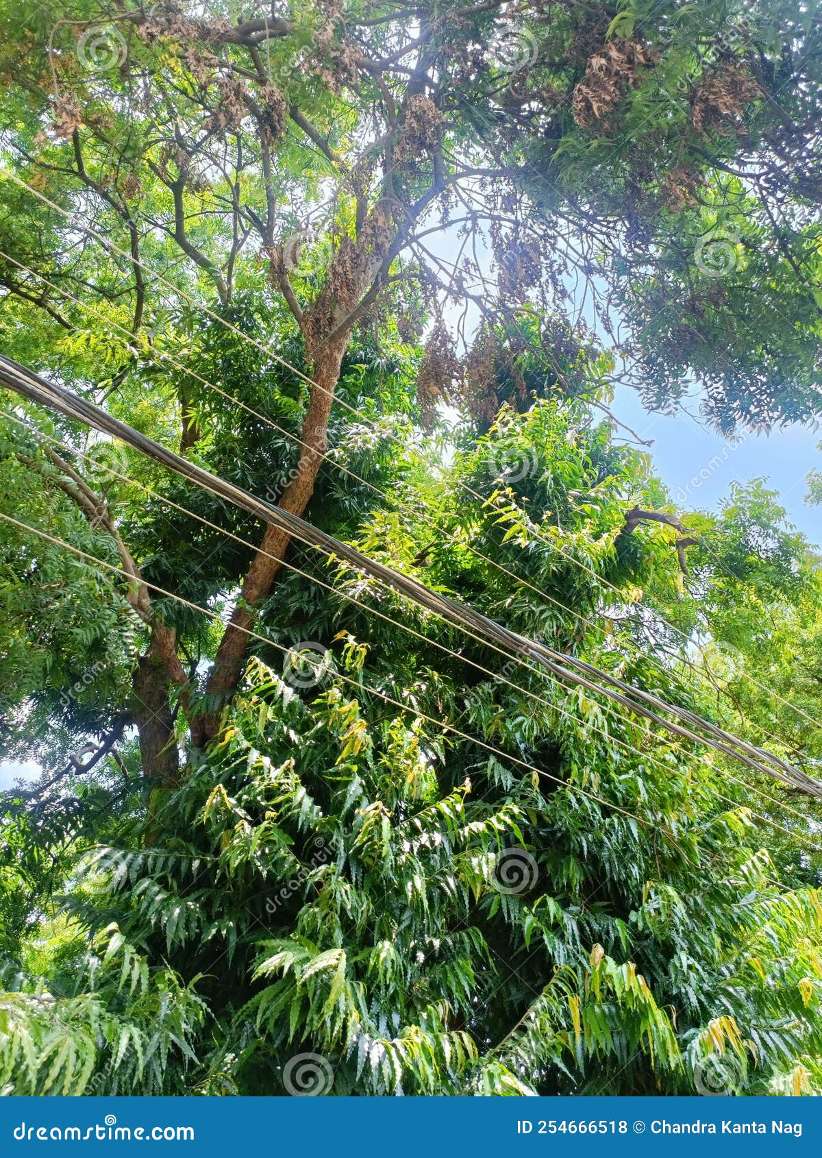 Monoon longifolium tree stock photo. Image of green - 254666518