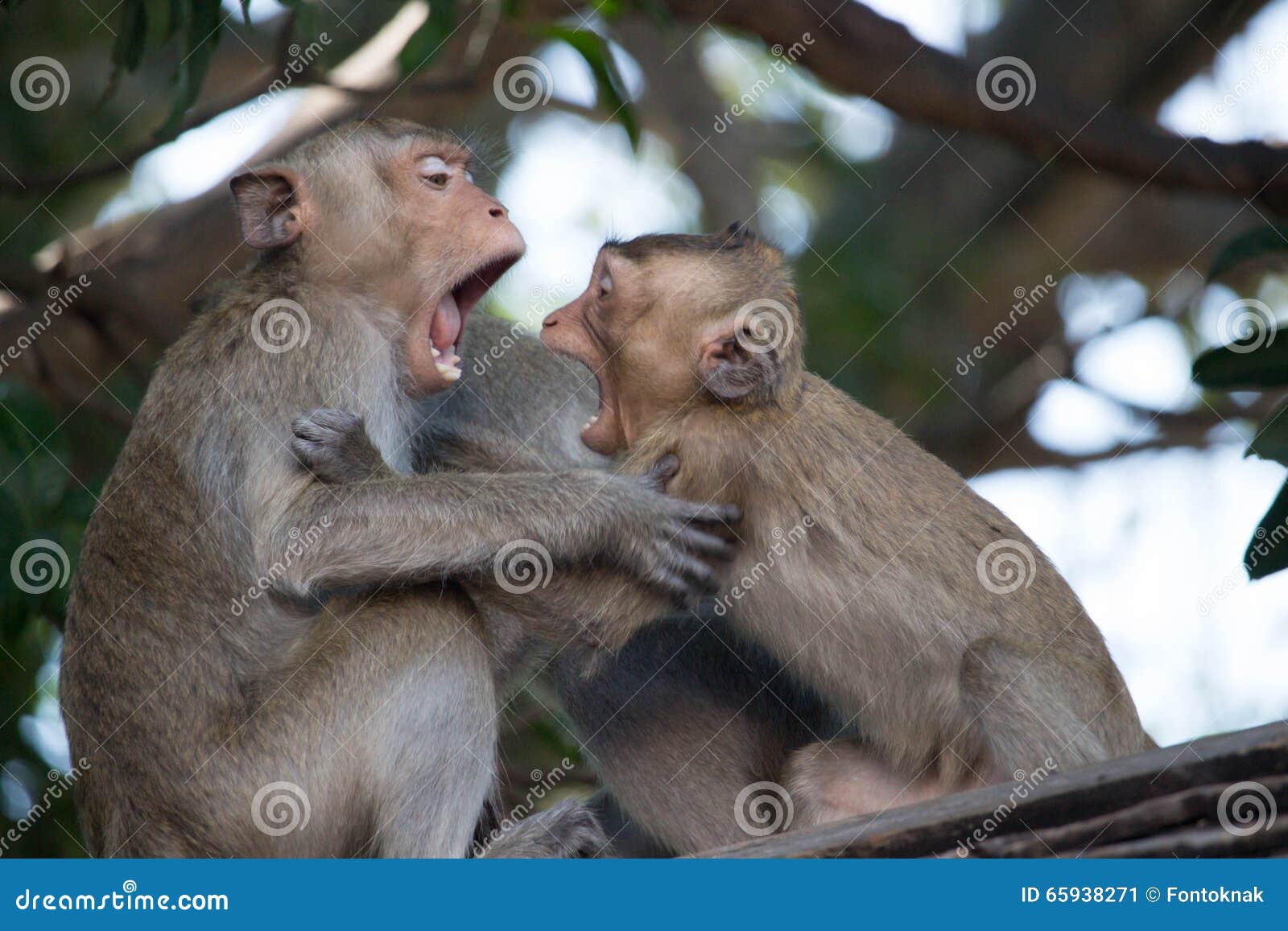 Monos alegres imagen de archivo. Imagen de comer, travieso - 65938271