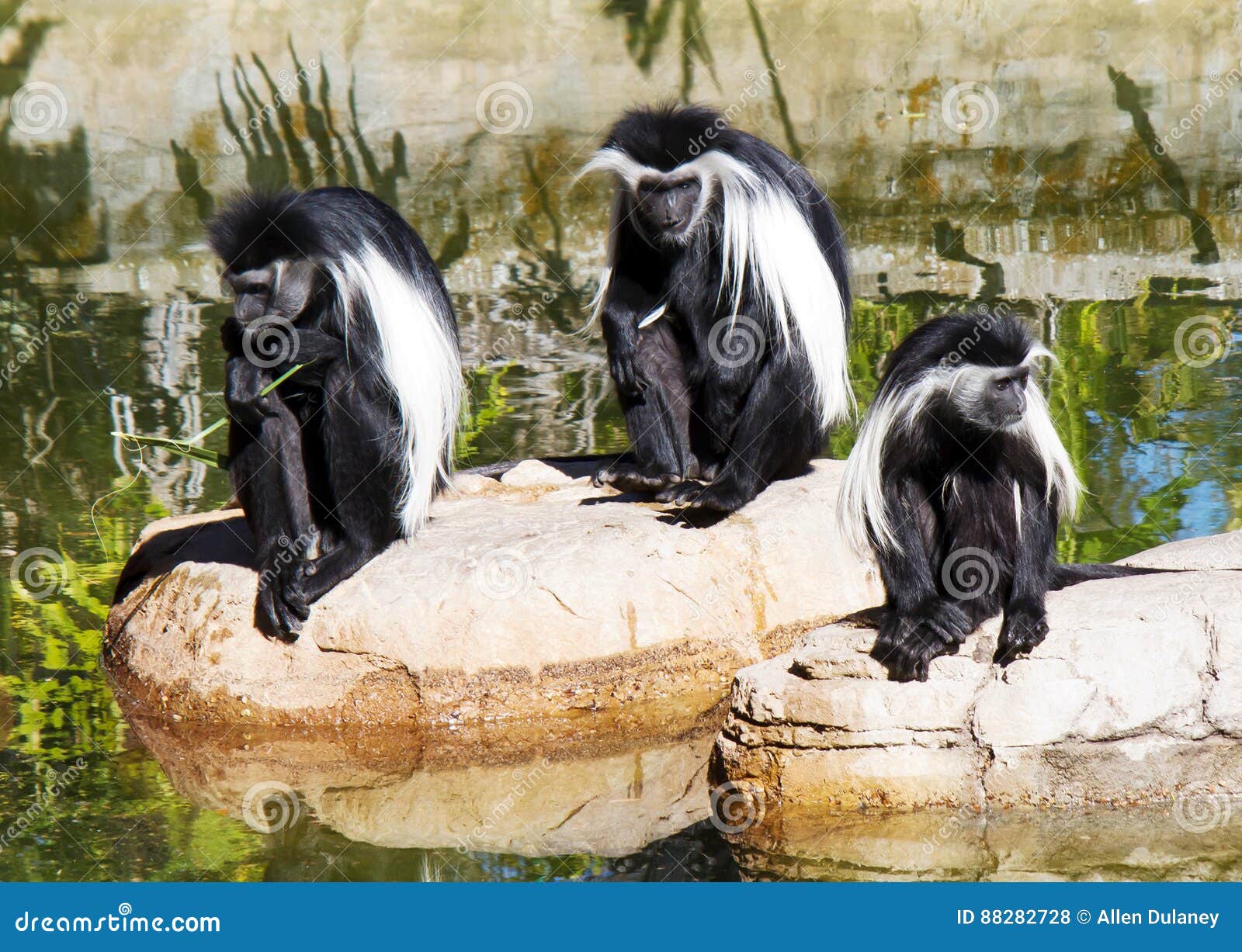 Monos angolanos de Colobos foto de archivo. Imagen de monos - 88282728