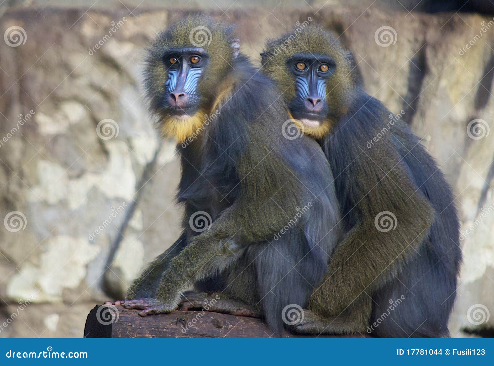 Monos Azules Divertidos De La Cara Foto de archivo - Imagen de retrato ...