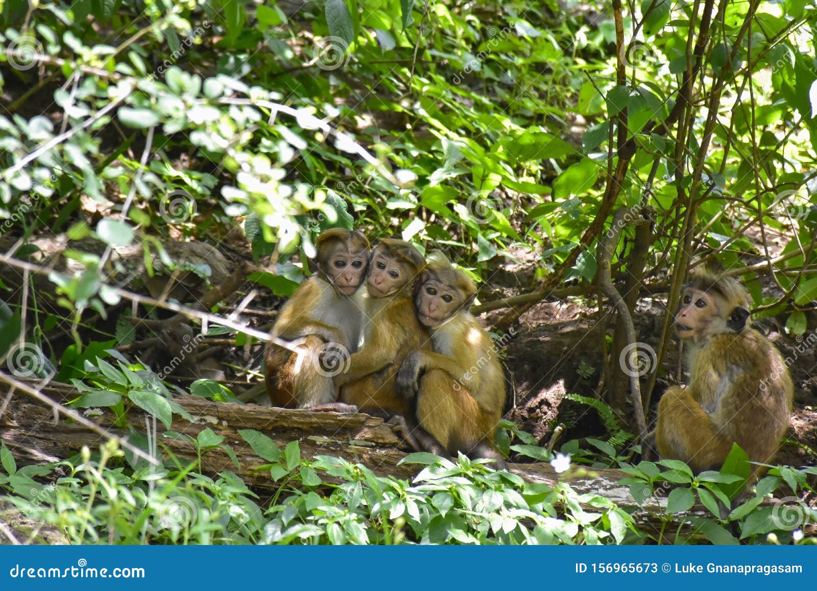 3 monos bebÃ©s abrazados imagen de archivo. Imagen de junto - 156965673