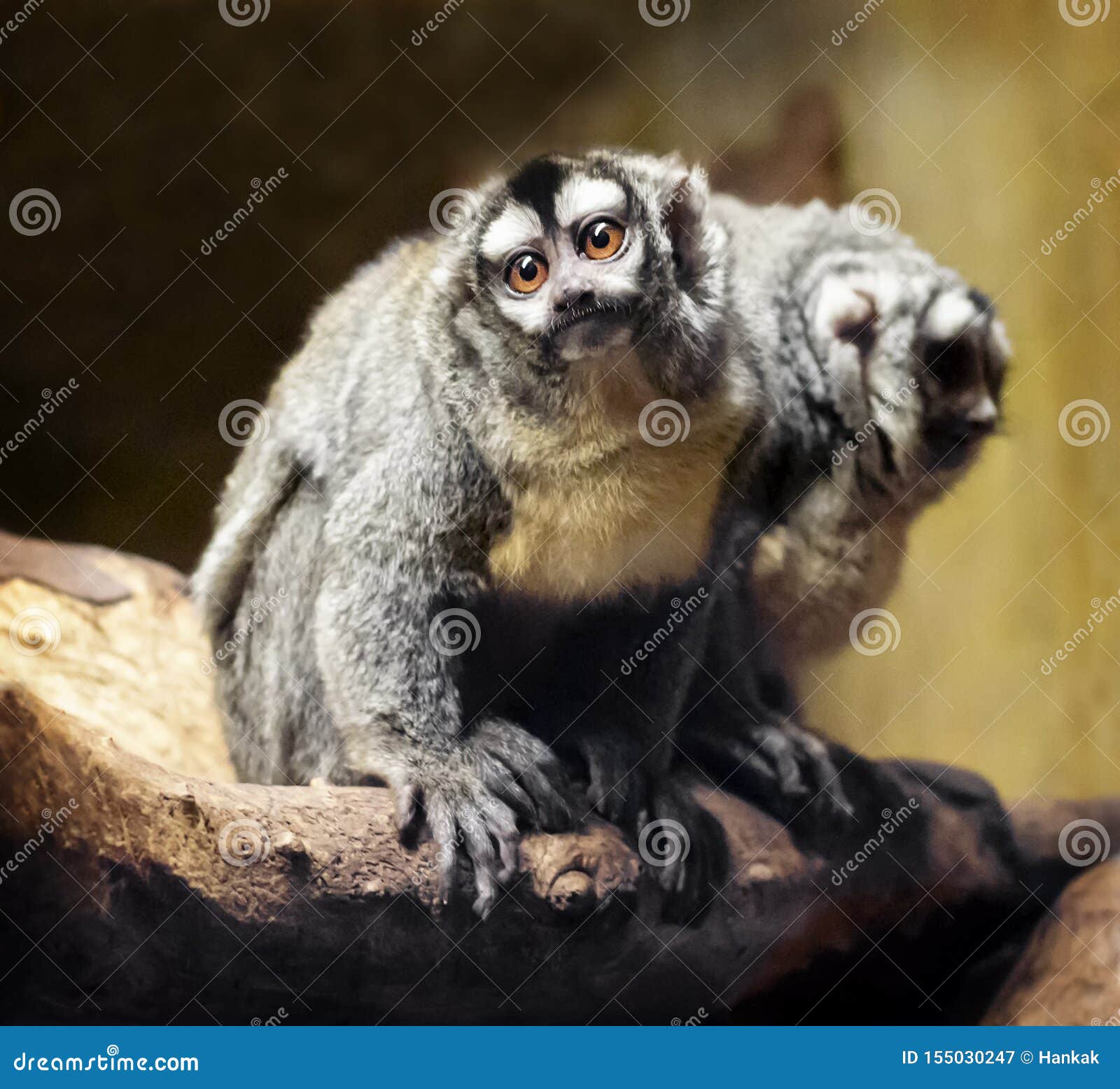 Monos De Búho Septentrionales Hermosos Imagen de archivo - Imagen de ...
