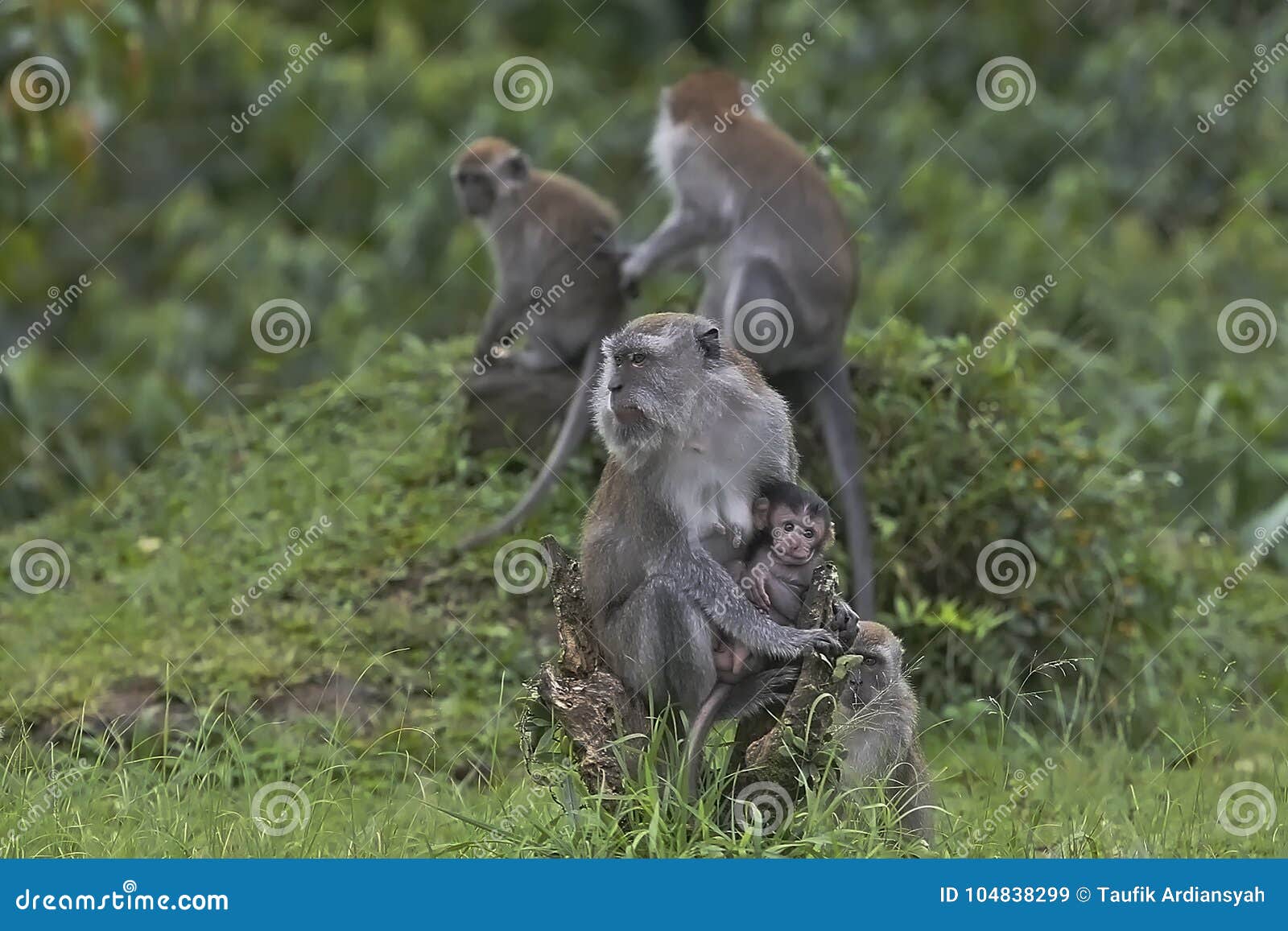 Monos De Cola Larga Y Sus Bebés Imagen de archivo - Imagen de junto ...