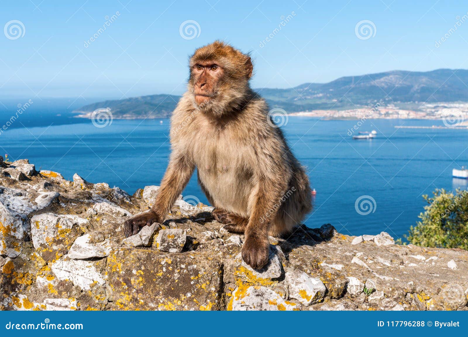 Monos de Gibraltar foto de archivo. Imagen de fondo - 117796288