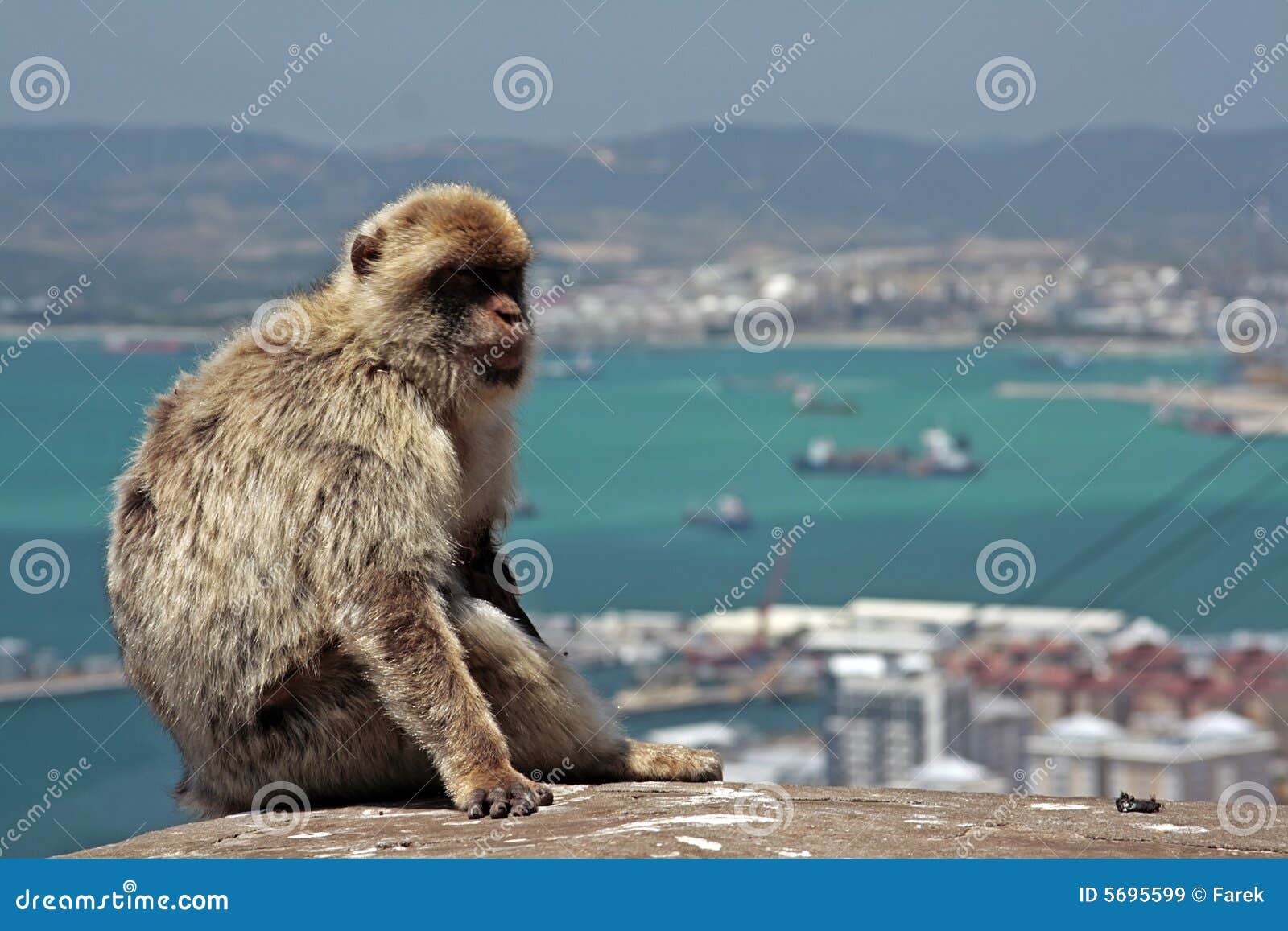 Monos de Gibraltar imagen de archivo. Imagen de reino - 5695599