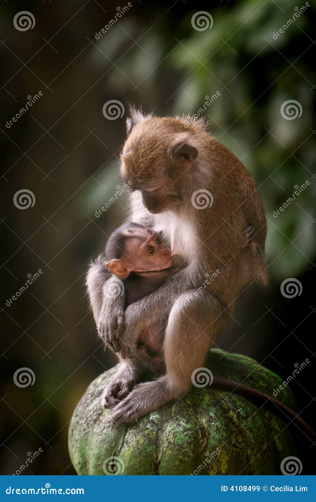 Monos de Macaque imagen de archivo. Imagen de joven, padre - 4108499