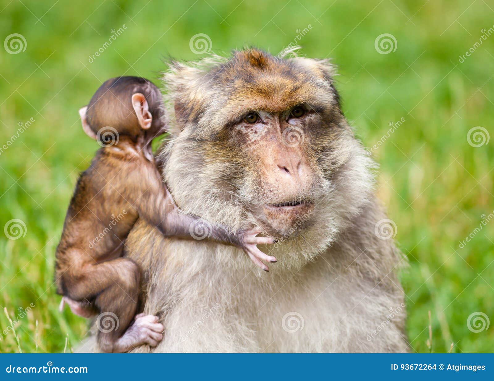 Monos De Macaque De Barbary Foto de archivo - Imagen de barbarie ...