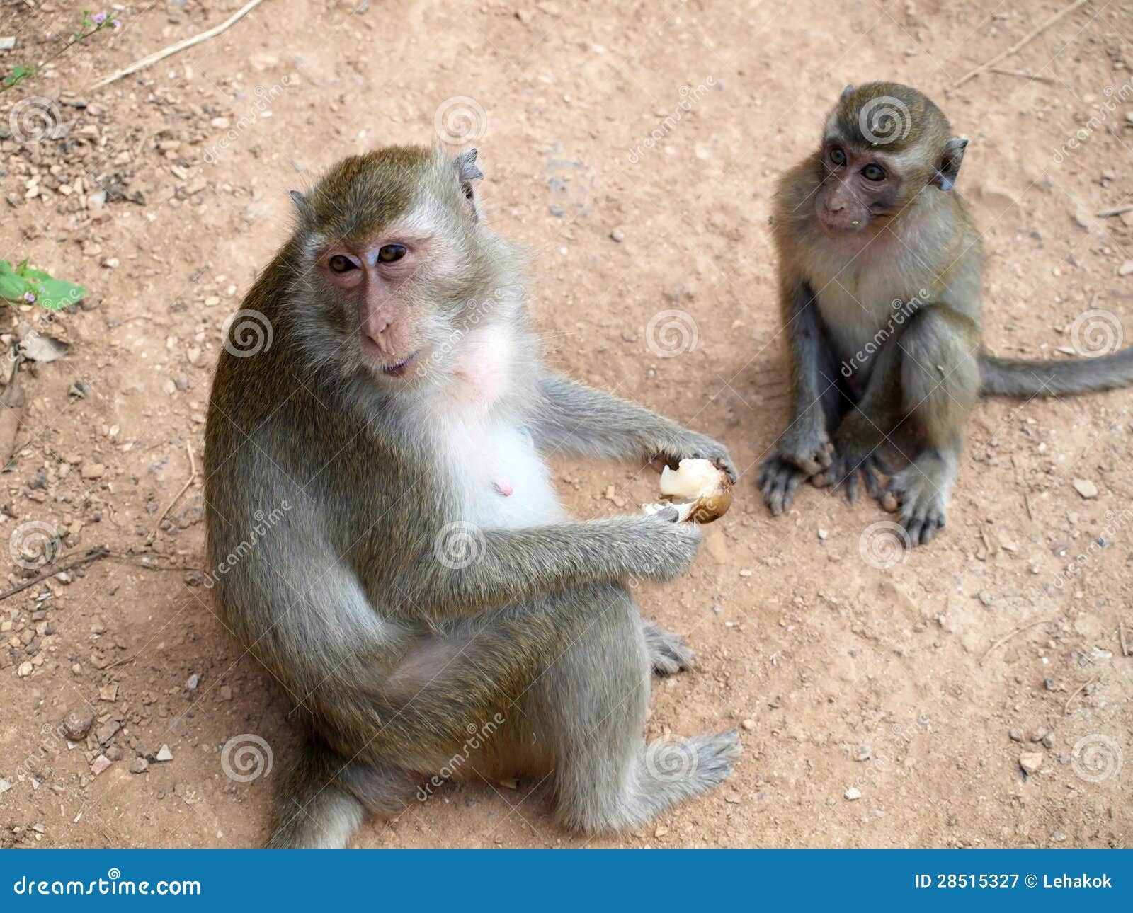 Monos divertidos imagen de archivo. Imagen de madre, divertido - 28515327