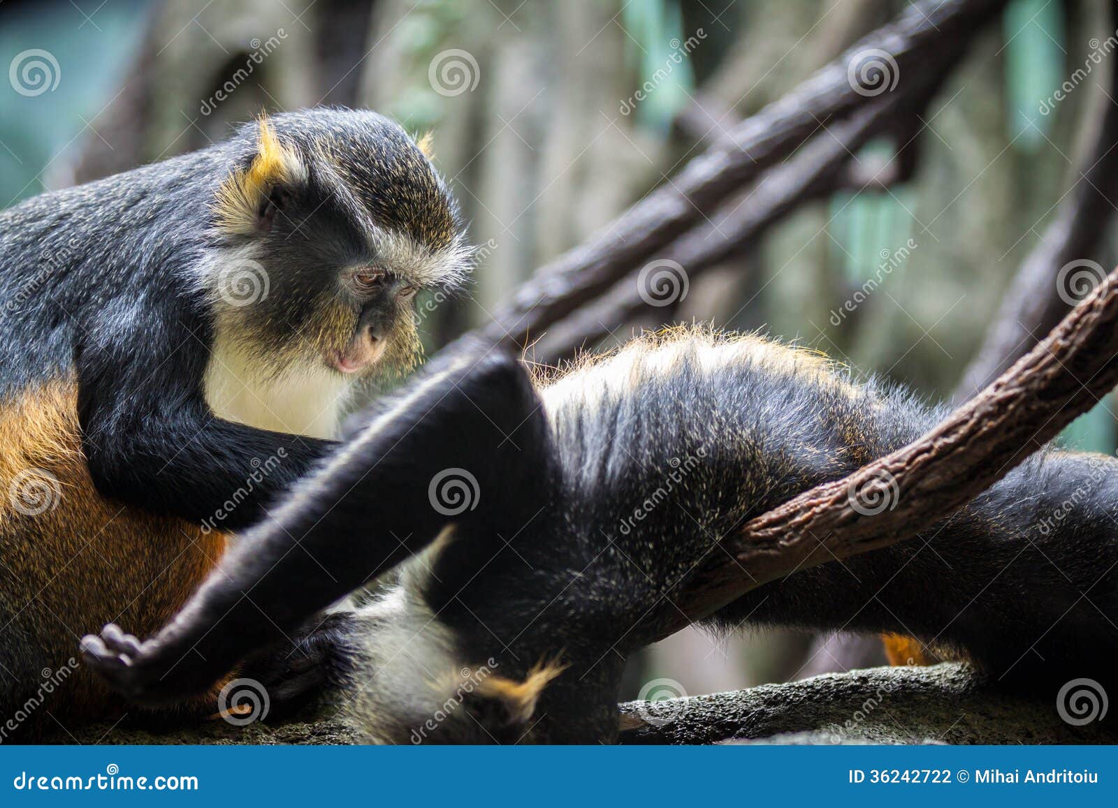 Monos Divertidos Fotografía de archivo - Imagen: 36242722