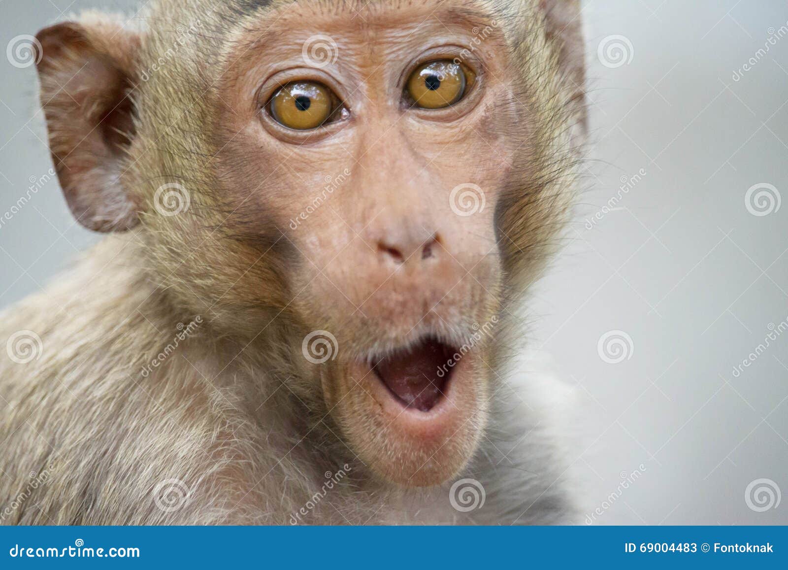 Monos divertidos imagen de archivo. Imagen de tailandia - 69004483