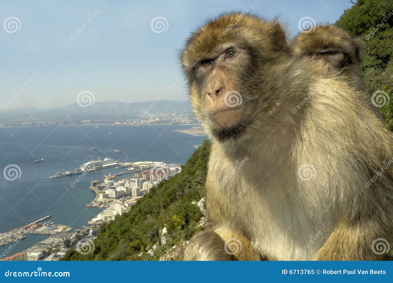 Monos en Gibraltar imagen de archivo. Imagen de acantilado - 6713765