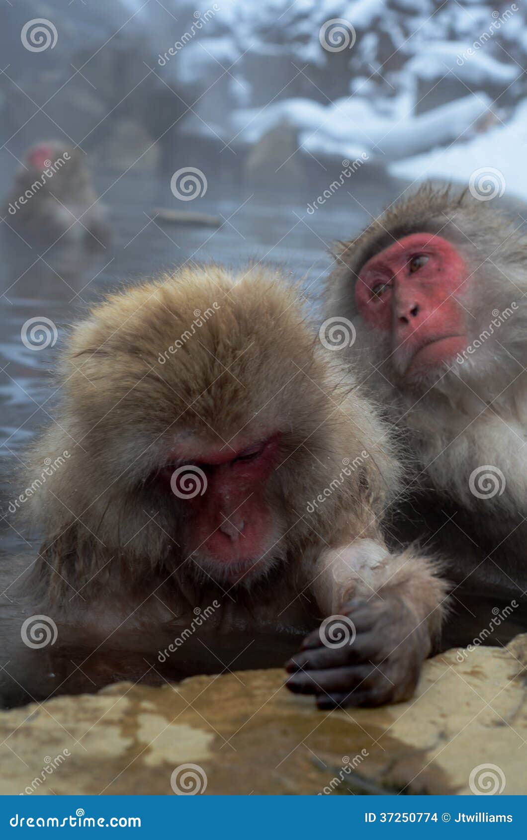 Monos Japoneses De La Nieve Foto de archivo - Imagen de caliente ...