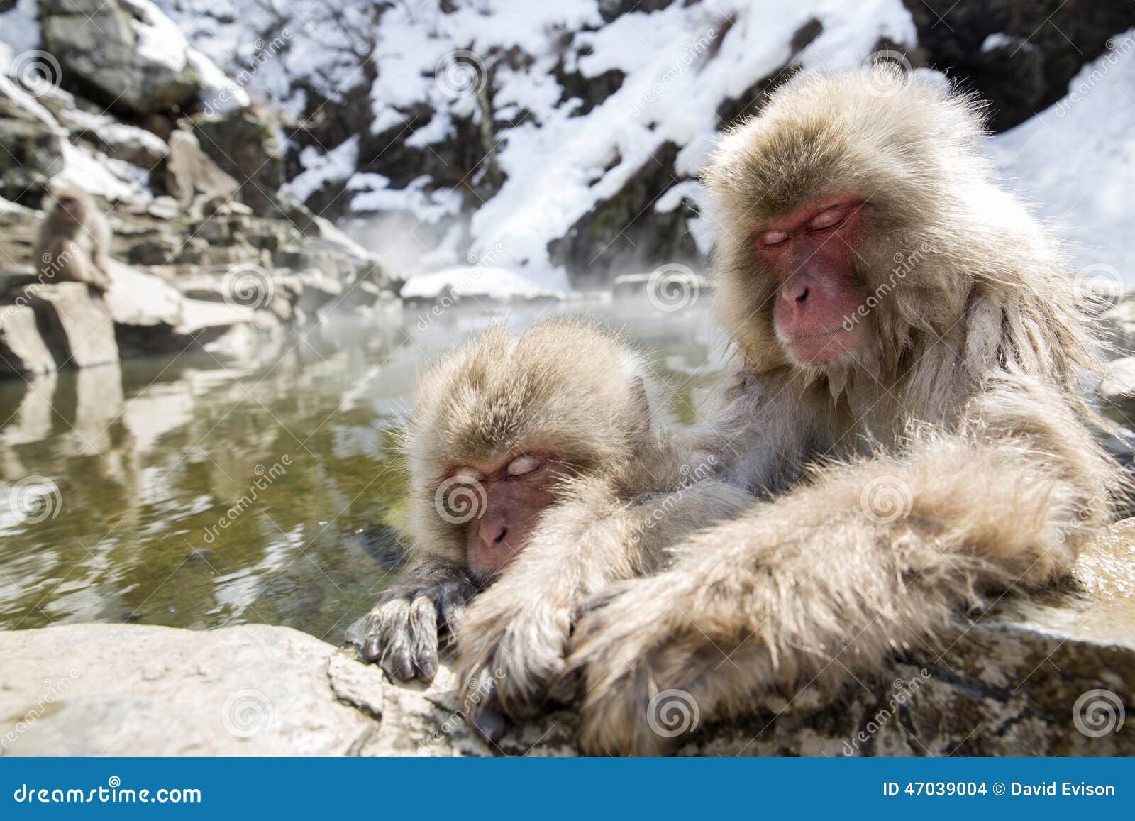 Monos Japoneses De La Nieve Foto de archivo - Imagen de peludo, macaca ...