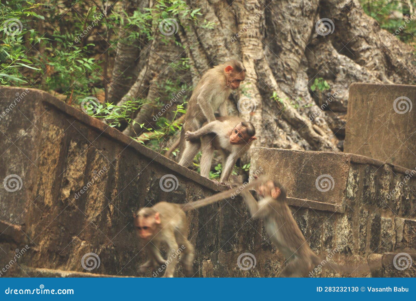 Monos Jugando En El Patio Del Templo. Foto de archivo - Imagen de monos ...