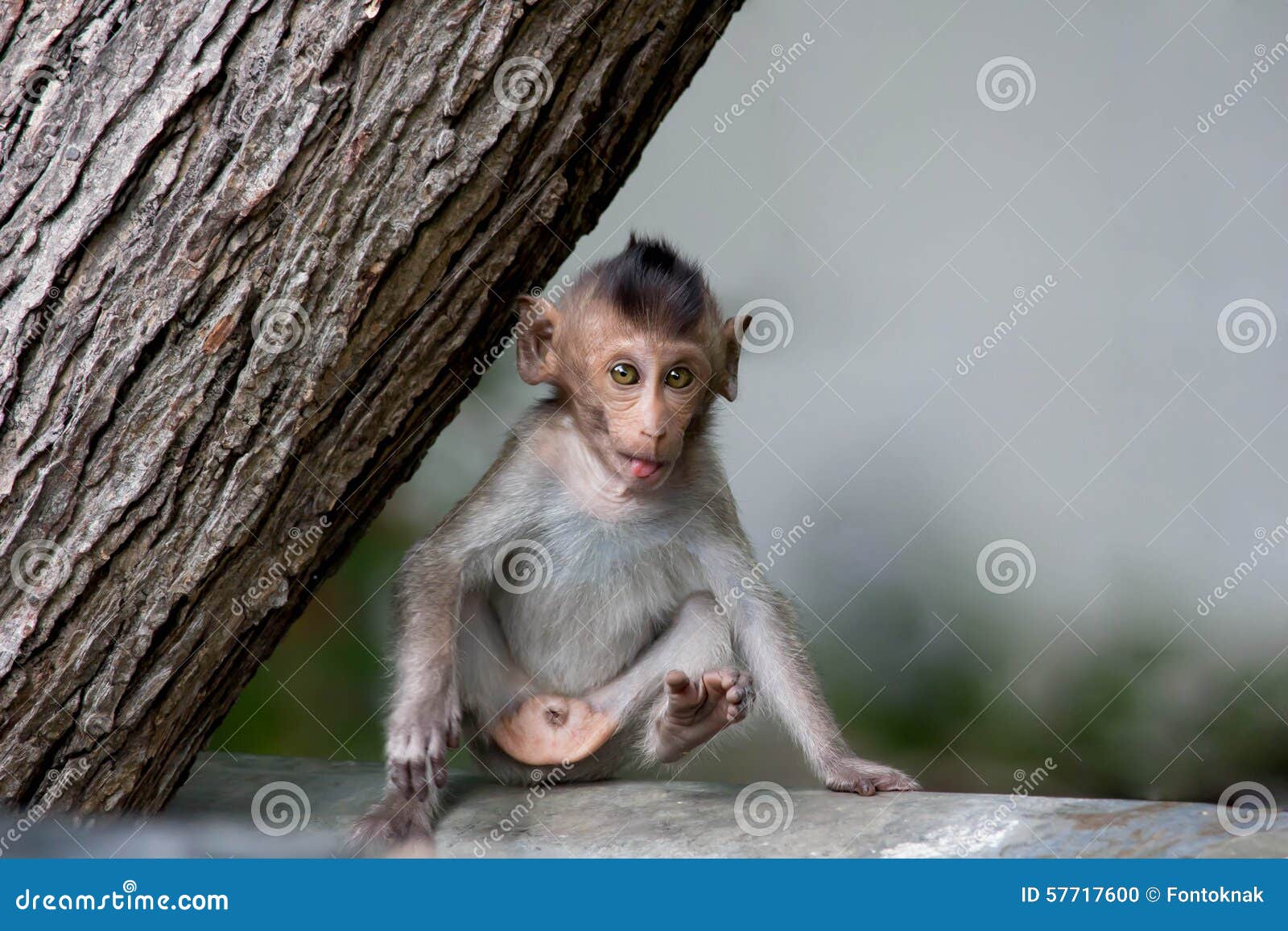 Monos lindos foto de archivo. Imagen de bosque, lindo - 57717600