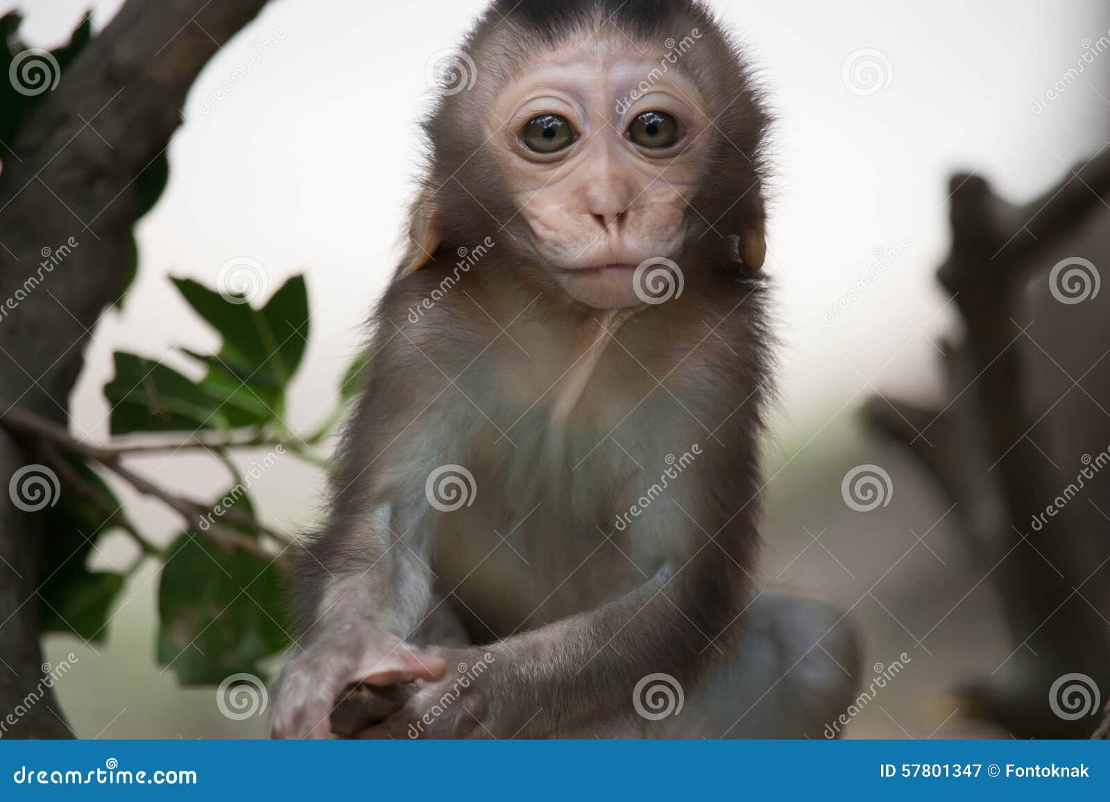 Monos lindos imagen de archivo. Imagen de tailandia, bosque - 57801347