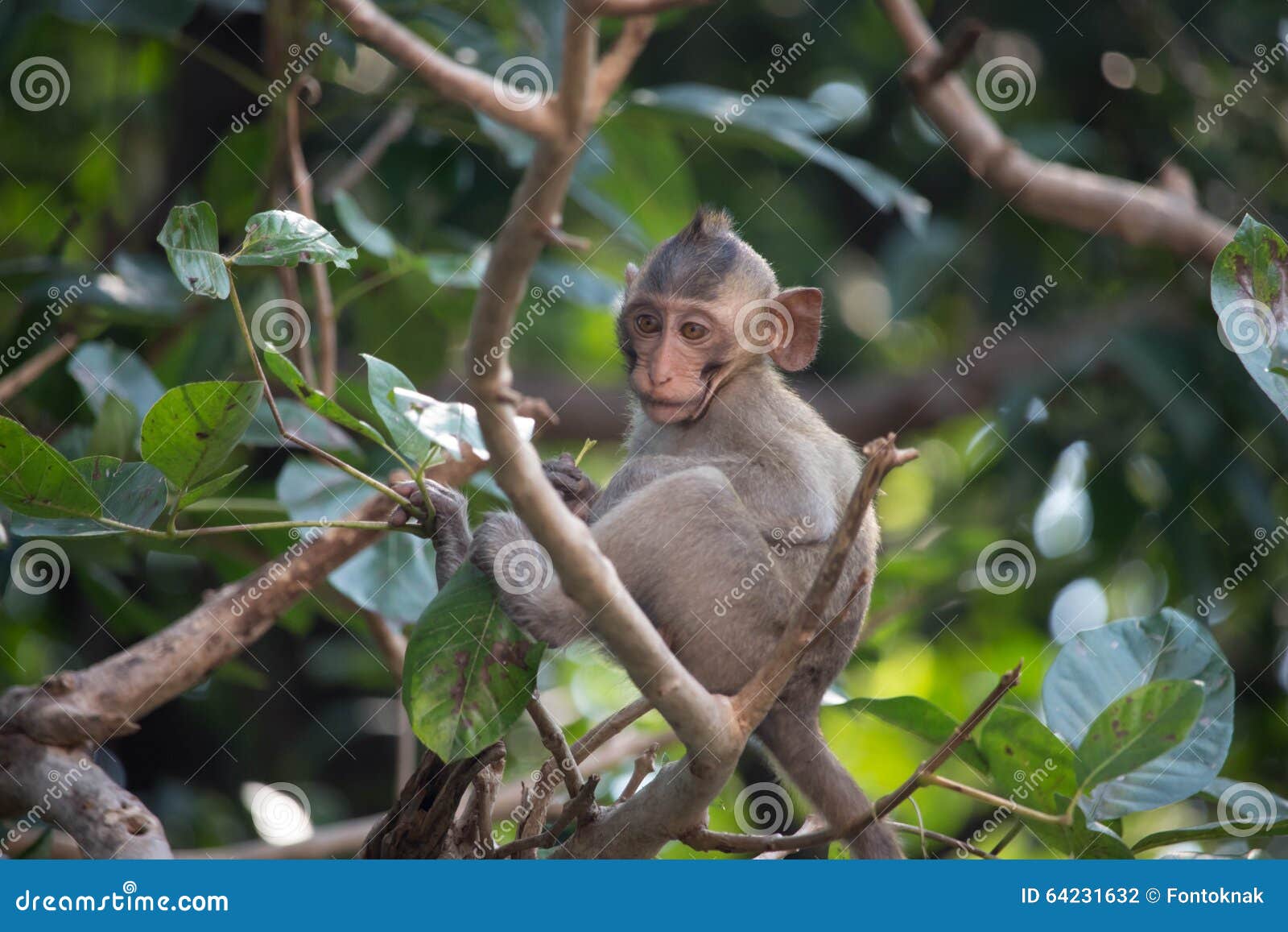 Monos lindos foto de archivo. Imagen de bosque, tropical - 64231632