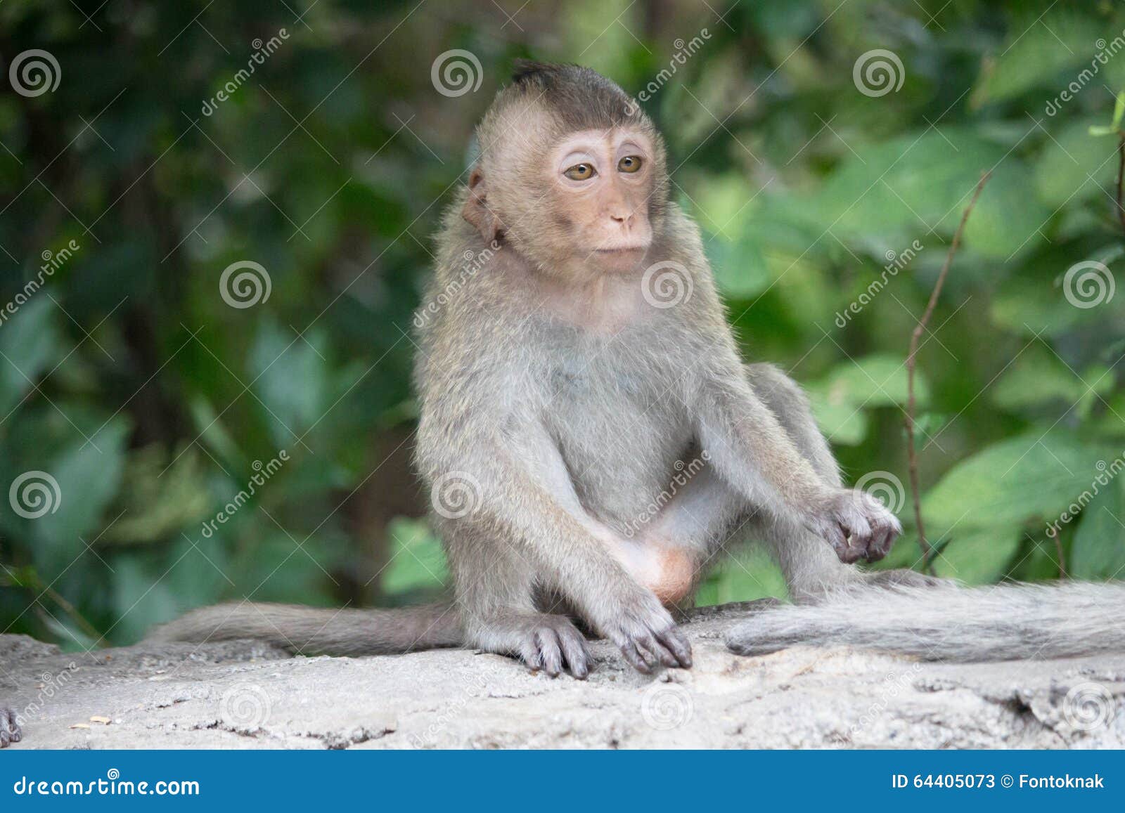 Monos lindos imagen de archivo. Imagen de caliente, travieso - 64405073