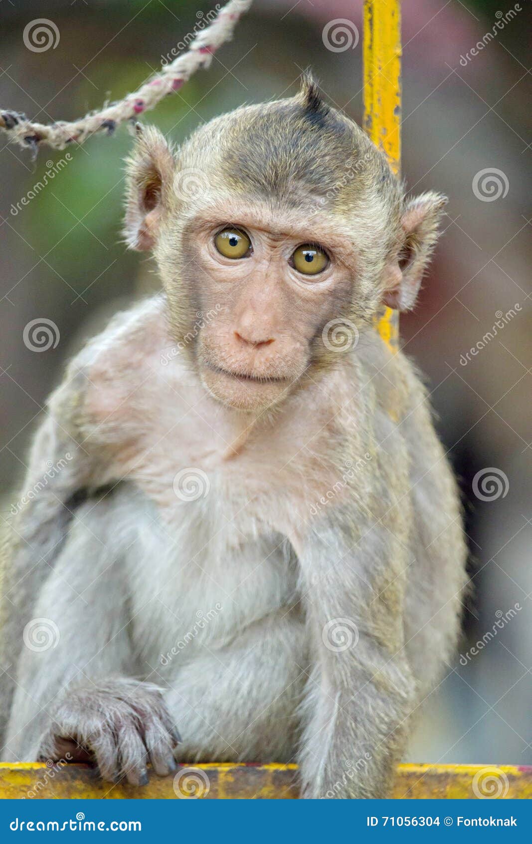 Monos lindos foto de archivo. Imagen de piel, templo - 71056304