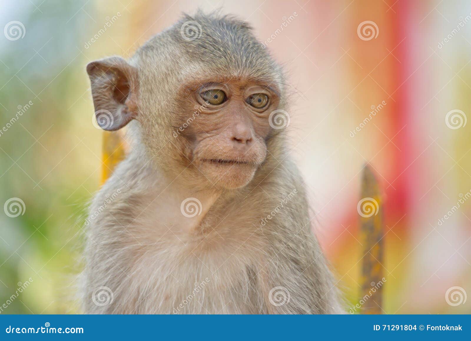 Monos lindos foto de archivo. Imagen de travieso, caliente - 71291804