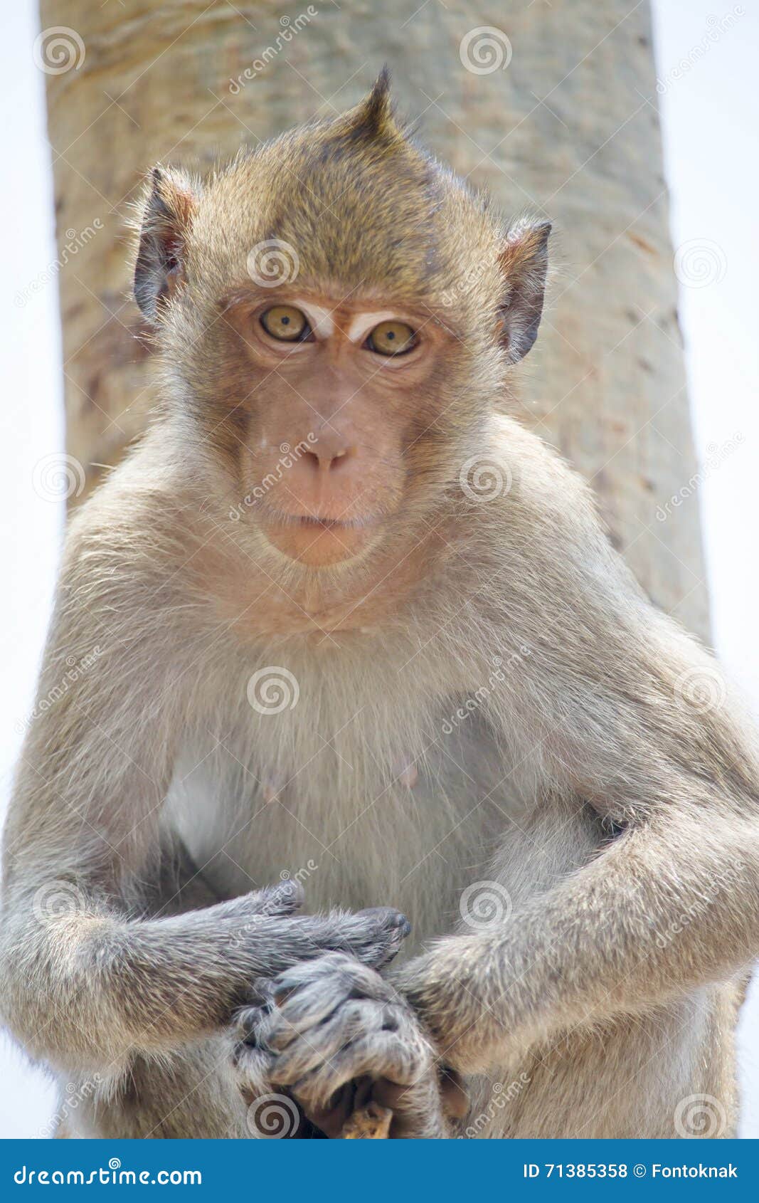 Monos lindos foto de archivo. Imagen de travieso, hocico - 71385358