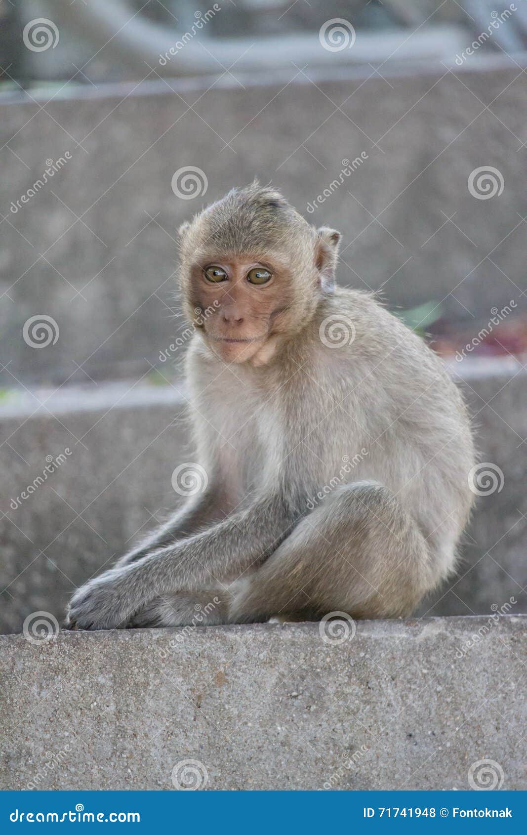 Monos lindos foto de archivo. Imagen de comer, lindo - 71741948