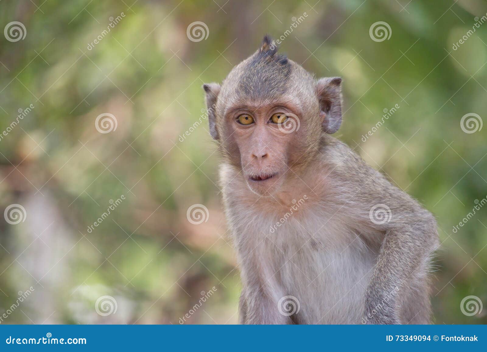 Monos lindos foto de archivo. Imagen de primate, organismo - 73349094