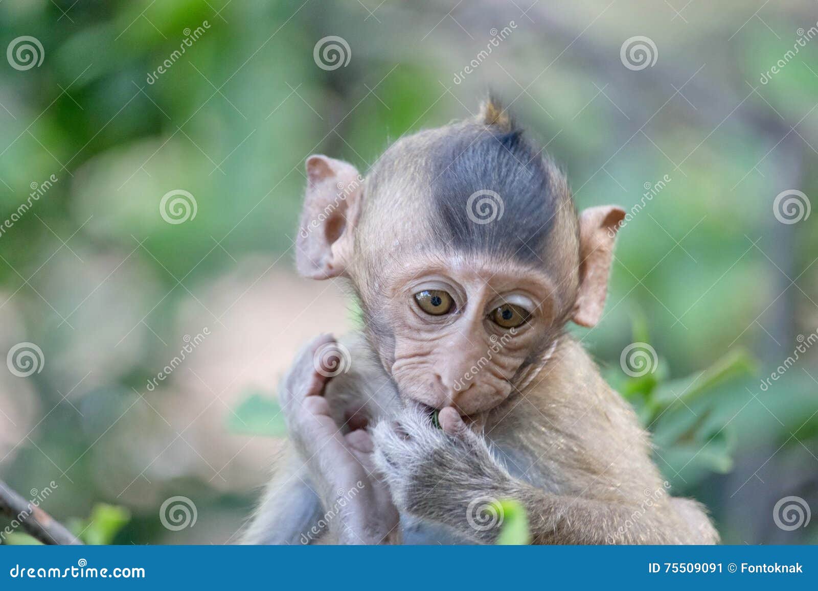 Monos lindos imagen de archivo. Imagen de bosque, tailandia - 75509091