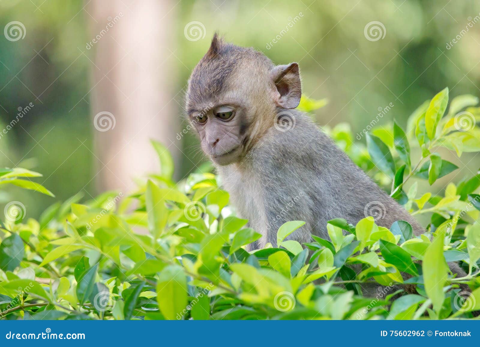 Monos lindos foto de archivo. Imagen de travieso, bosque - 75602962