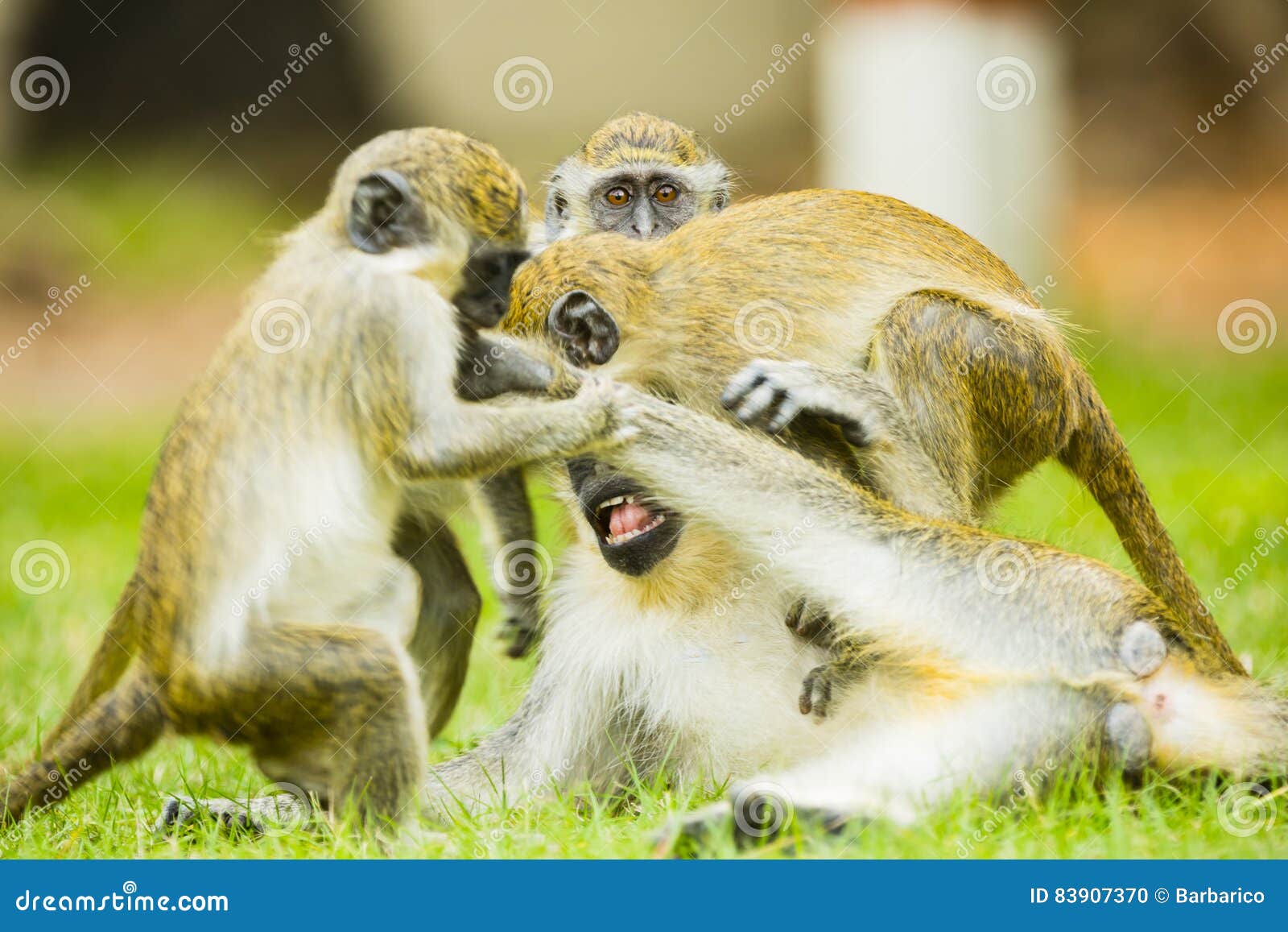 Monos que juegan con uno a foto de archivo. Imagen de gambia - 83907370