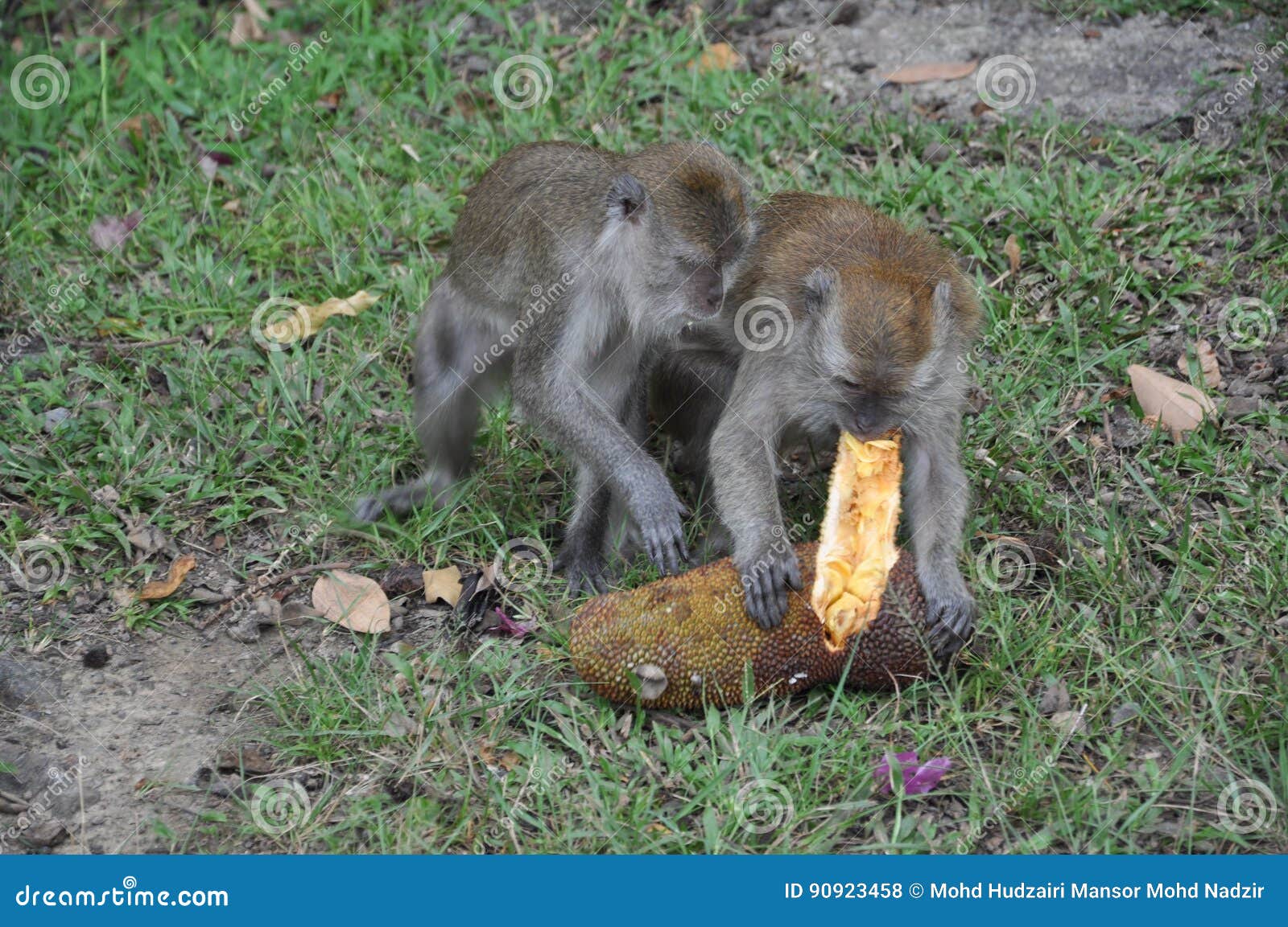 Monos que lo comen comida foto de archivo. Imagen de demostraciones ...