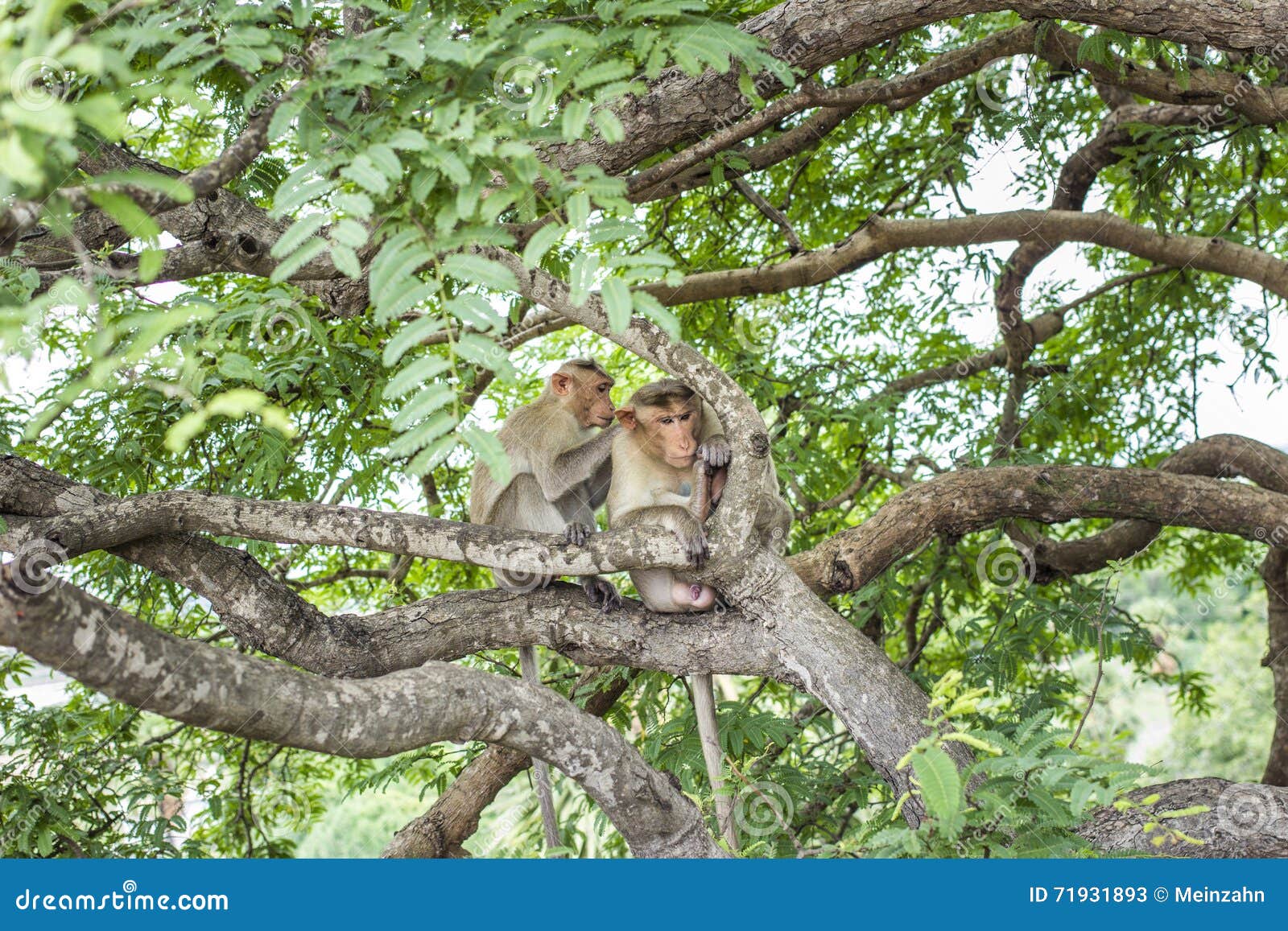 Imágenes Prediseñadas De Monos En Los árboles