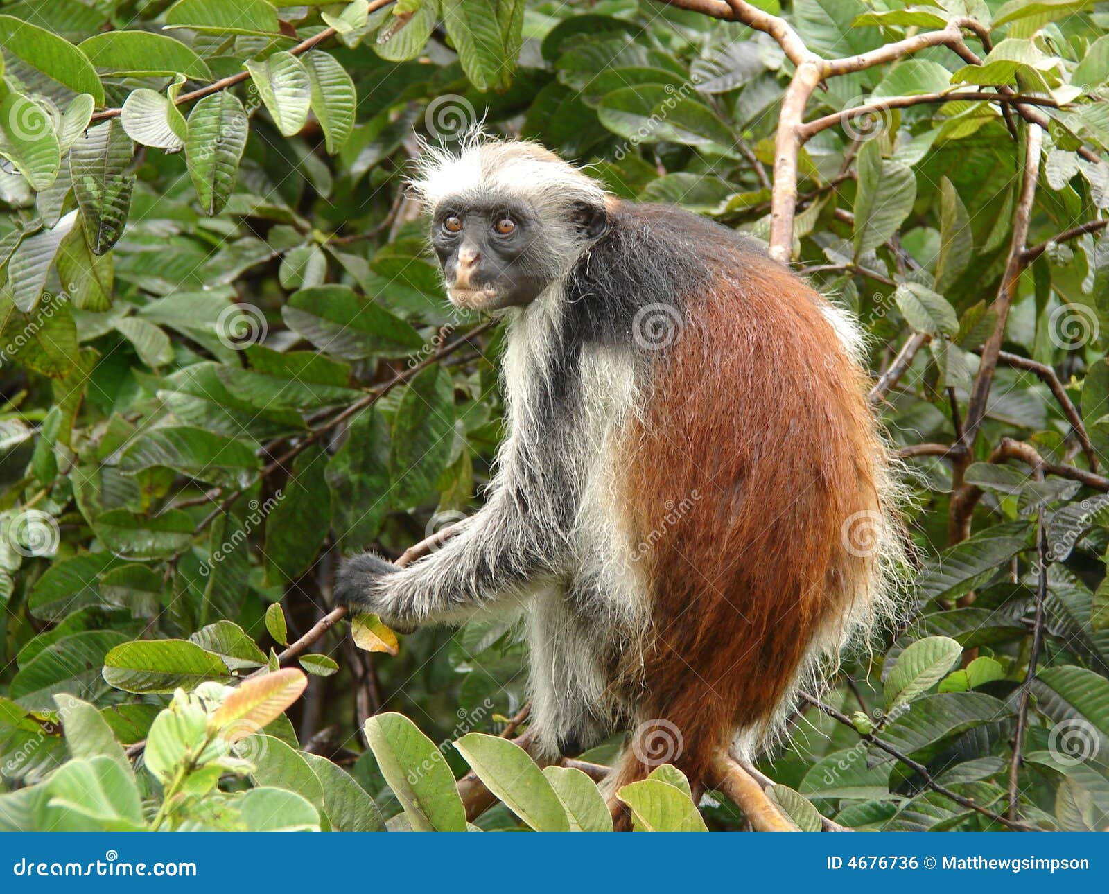 Monos rojos del colubus foto de archivo. Imagen de mono - 4676736
