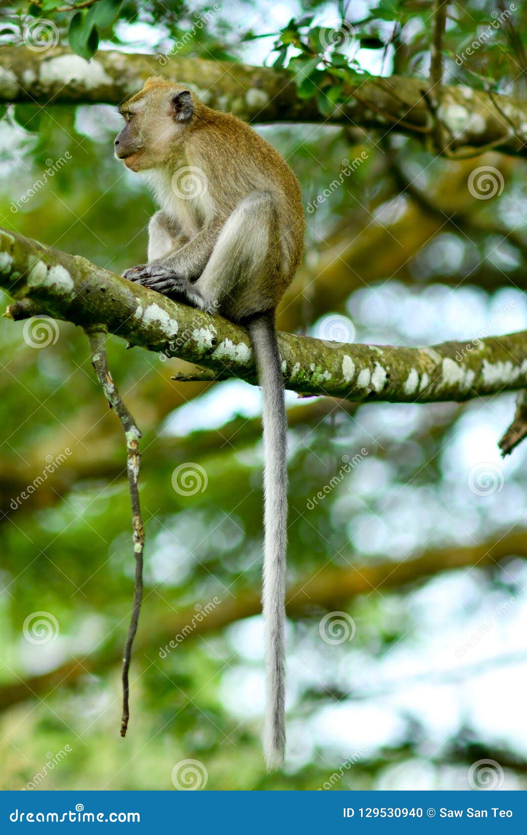 Monos Salvajes De Asia Que Comen La Comida Foto de archivo - Imagen de ...