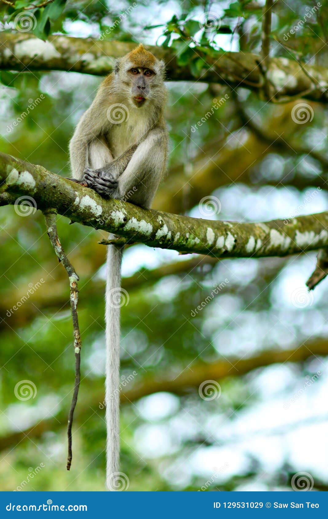 Monos Salvajes De Asia Que Comen La Comida Imagen de archivo - Imagen ...