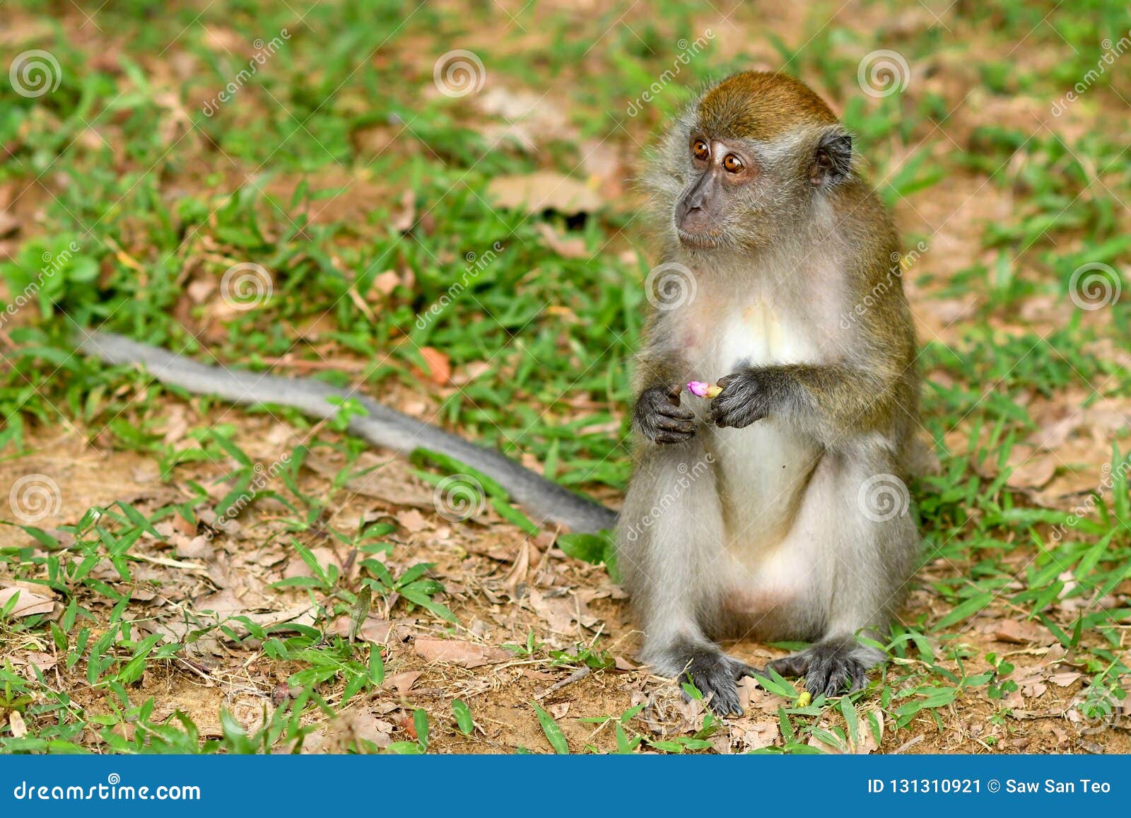 Monos Salvajes De Asia Que Comen La Comida Imagen de archivo - Imagen ...
