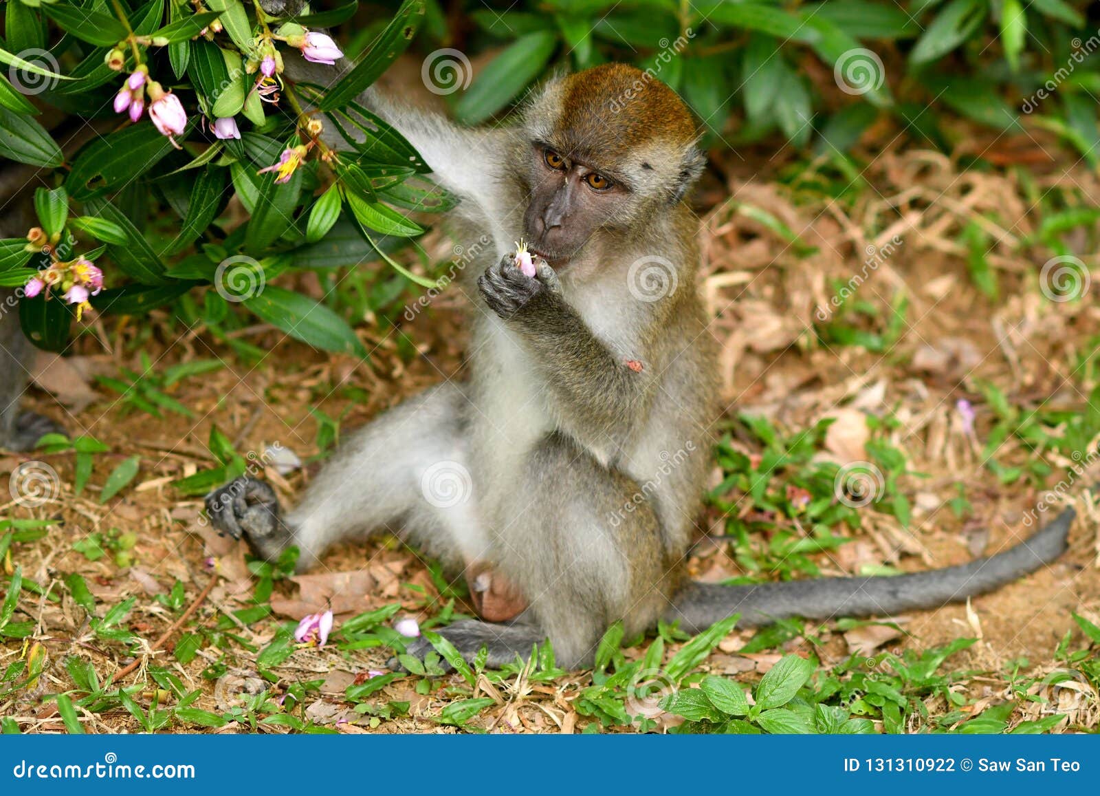 Monos Salvajes De Asia Que Comen La Comida Foto de archivo - Imagen de ...