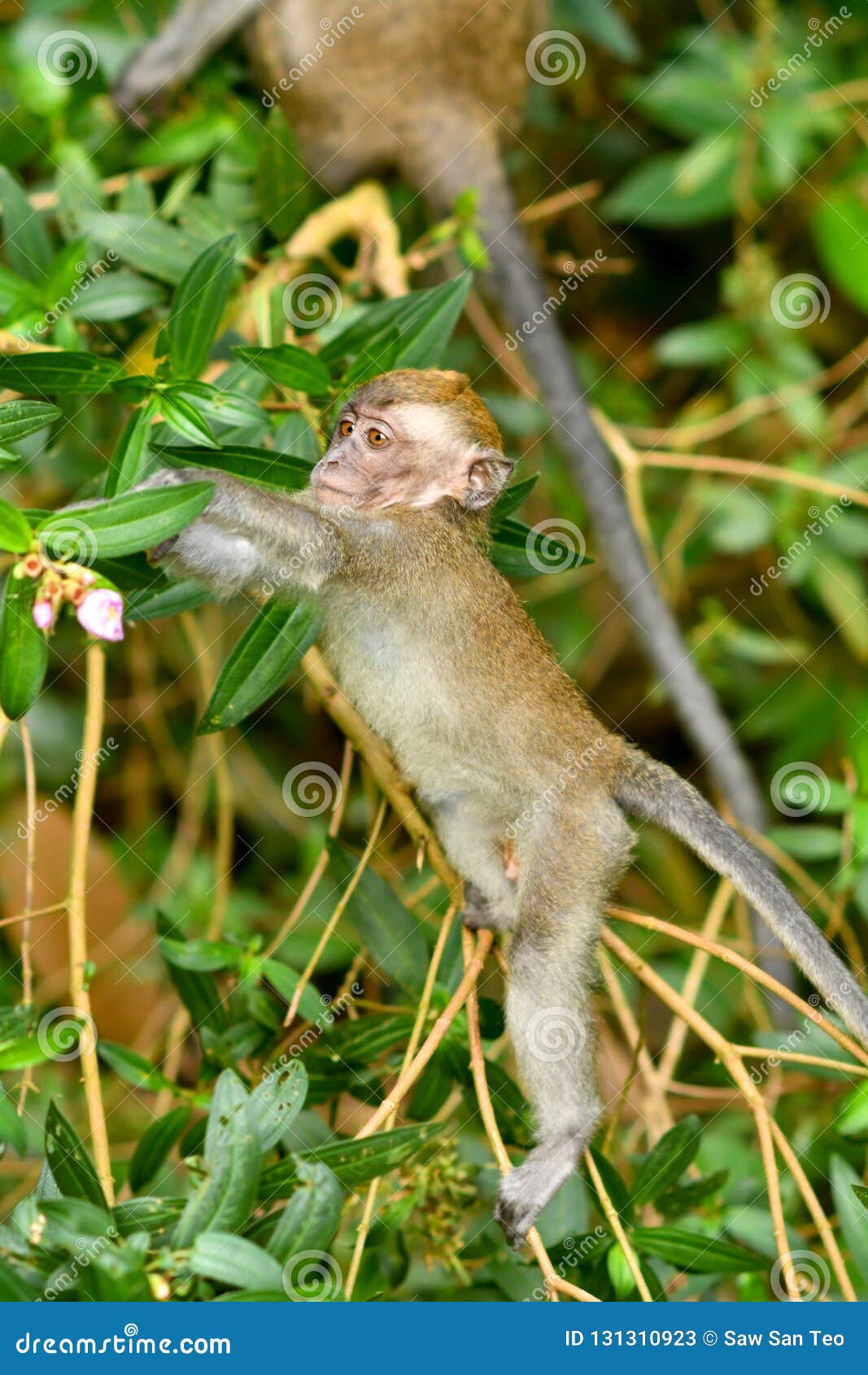 Monos Salvajes De Asia Que Comen La Comida Imagen de archivo - Imagen ...