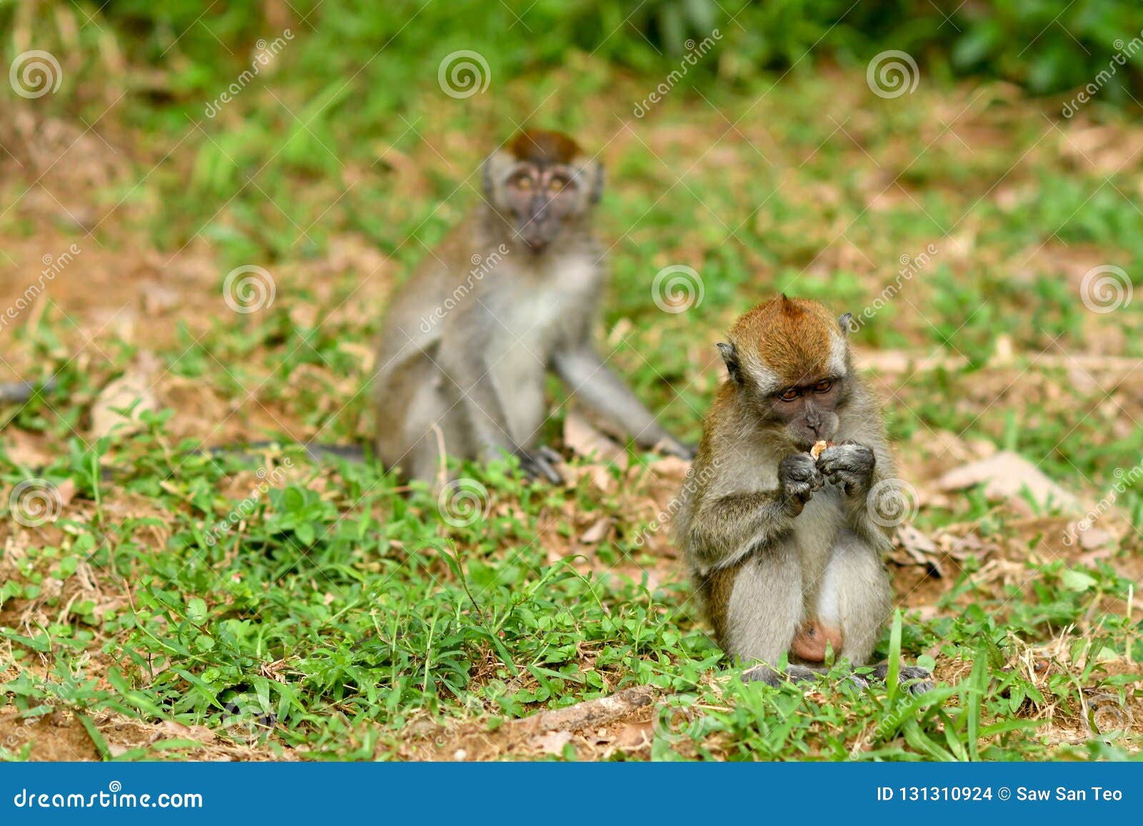 Monos Salvajes De Asia Que Comen La Comida Foto de archivo - Imagen de ...