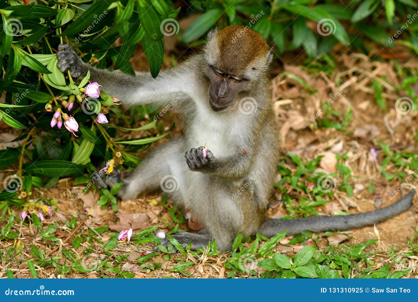 Monos Salvajes De Asia Que Comen La Comida Imagen de archivo - Imagen ...