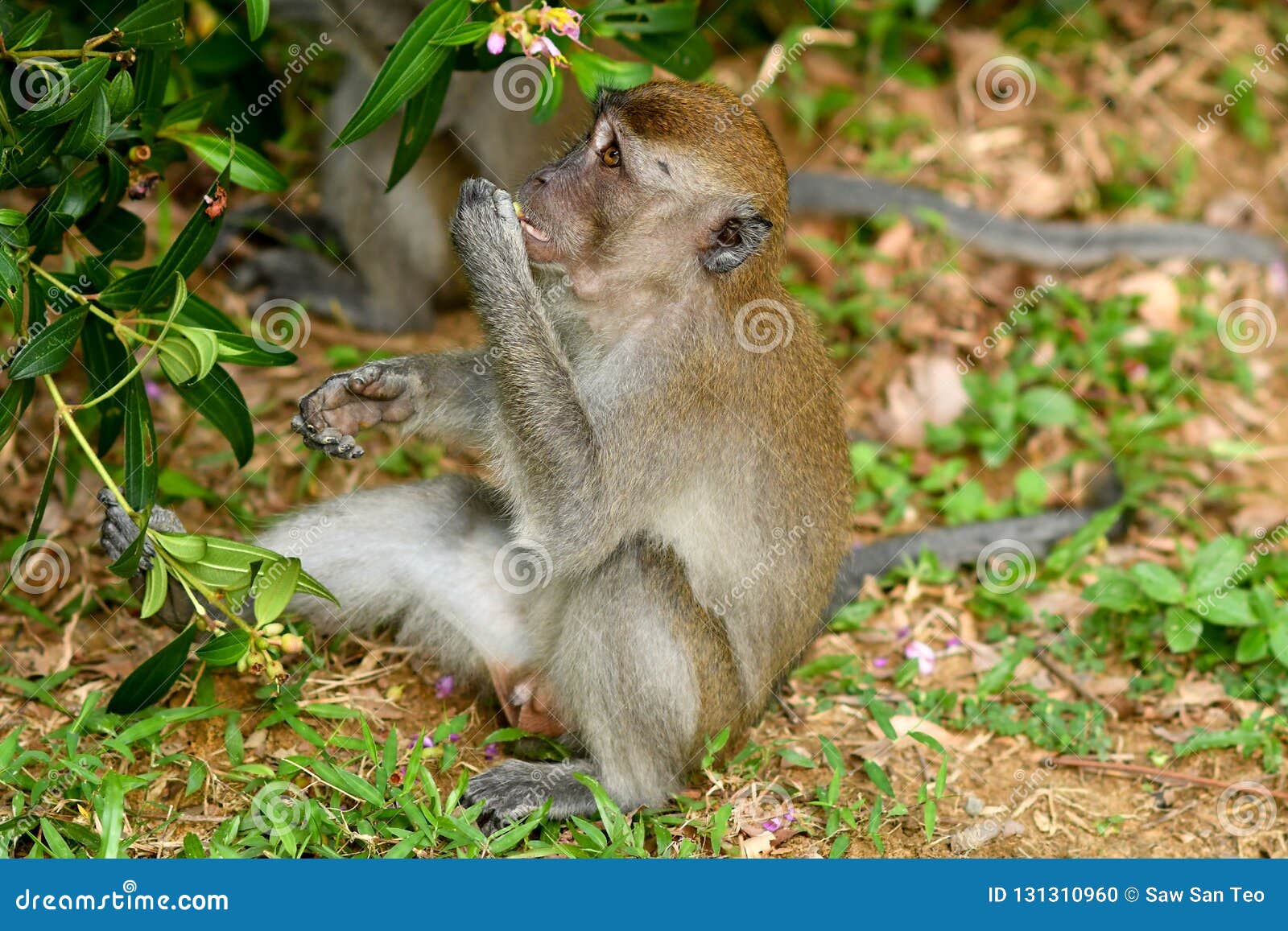 Monos Salvajes De Asia Que Comen La Comida Foto de archivo - Imagen de ...