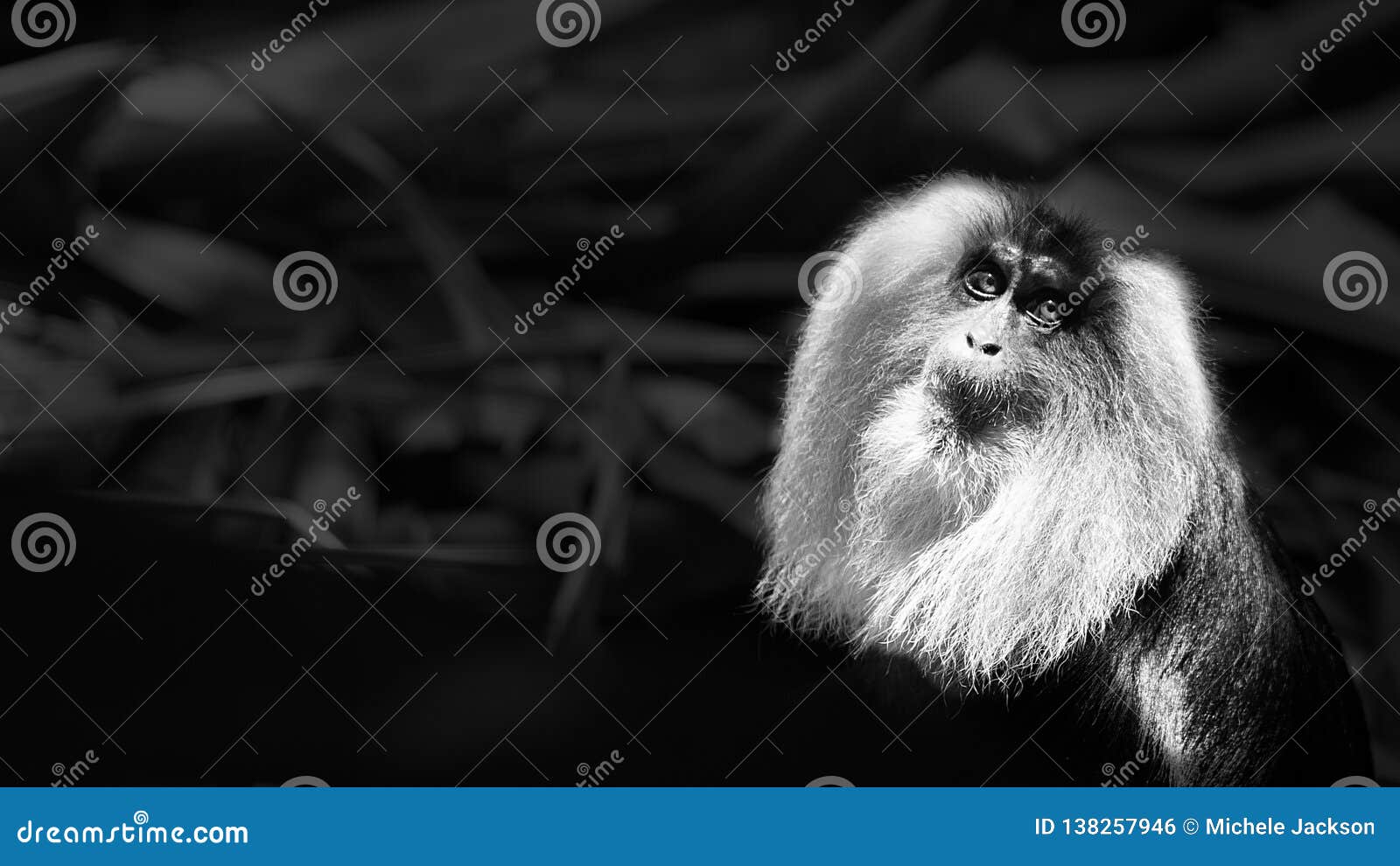 Monotone Image of Lion-Tailed Macaque Stock Photo - Image of macaque ...