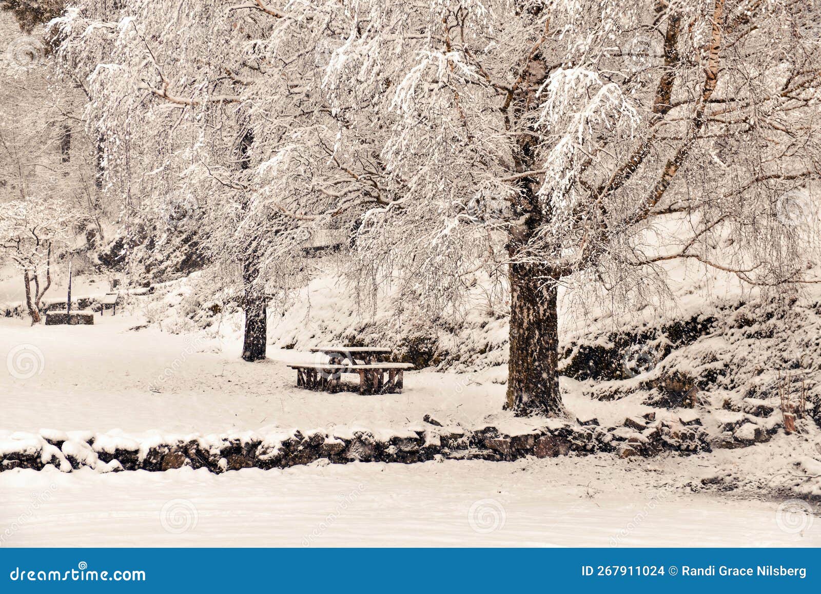 Winter Bench Under Birch Trees Stock Photo - Image of wood, outdoor ...