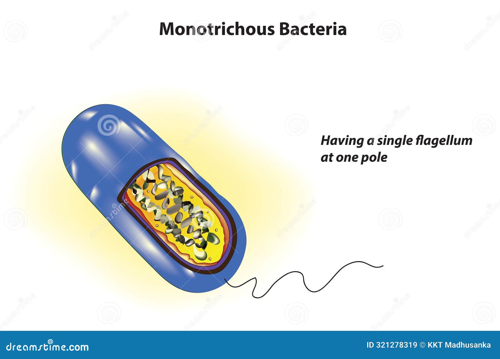 Monotrichous Bacteria Diagram Stock Vector - Illustration of prokaryote ...