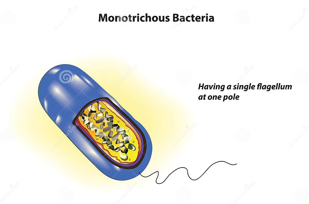 Monotrichous Bacteria Diagram Stock Vector - Illustration of prokaryote ...