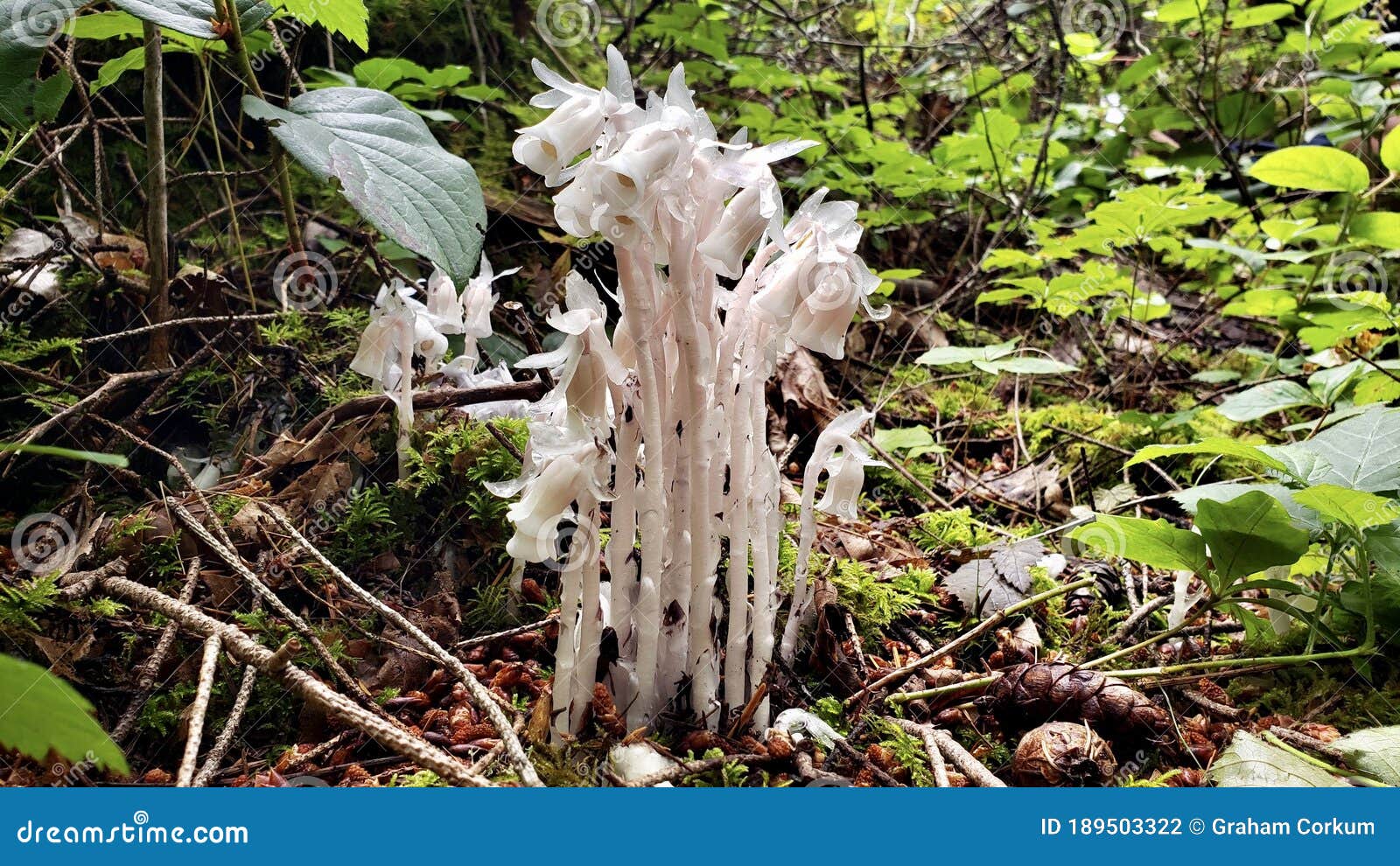 Monotropastrum humile stock photo. Image of pipe, indian - 189503322