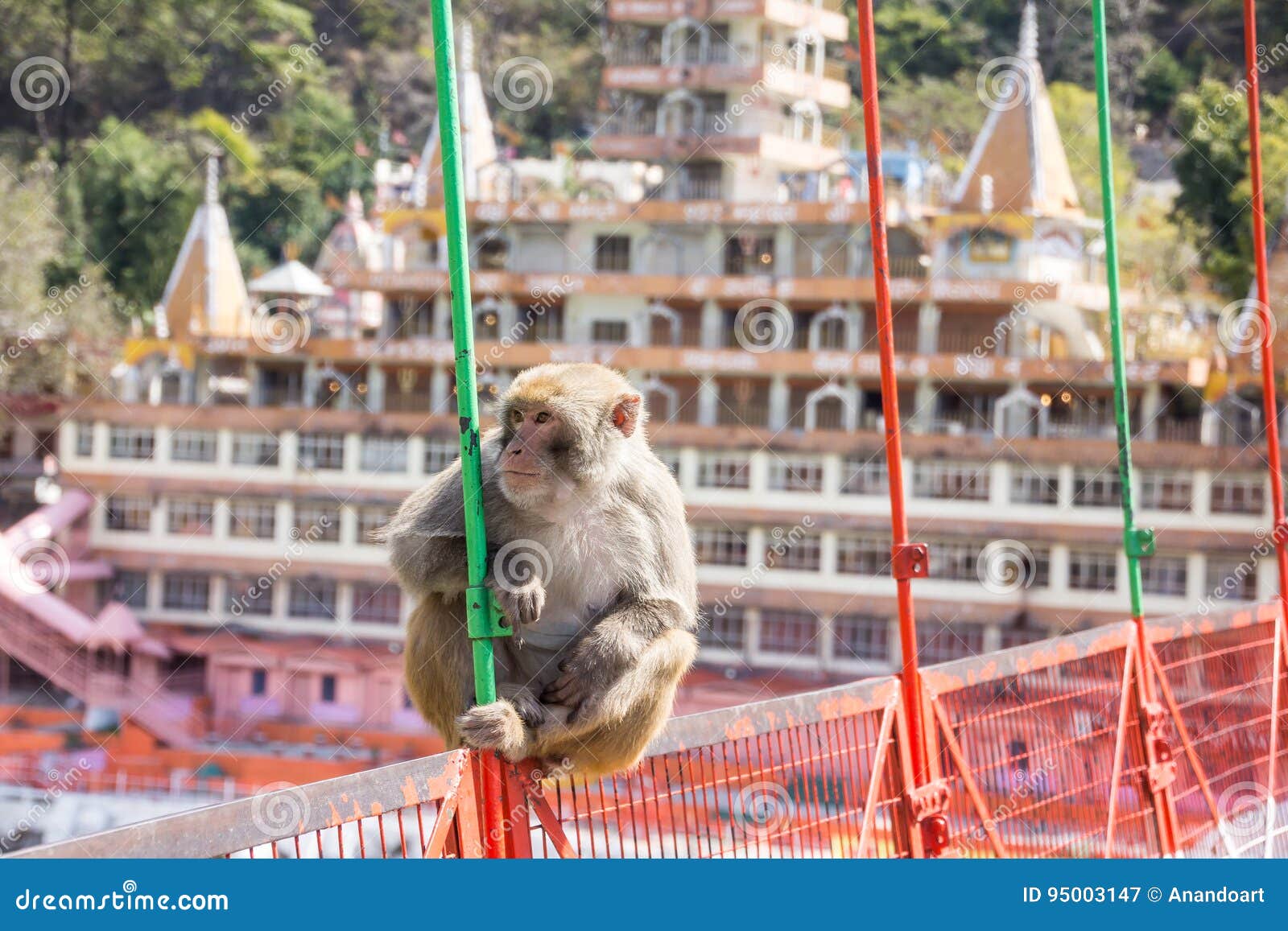 Monkey On Rishikesh Lakshman Jhula Bridge, India Editorial Image ...