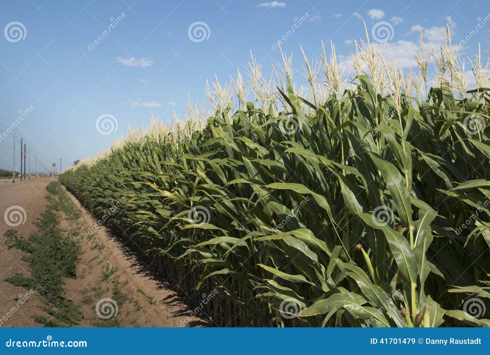 Monsanto GMO Corn Field stock image. Image of arizona - 41701479